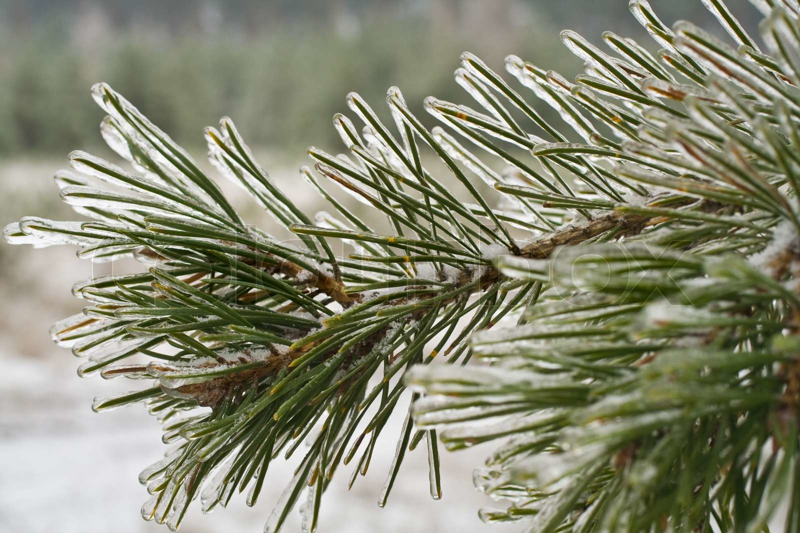 Pine tree branches covered with ice | Stock image | Colourbox