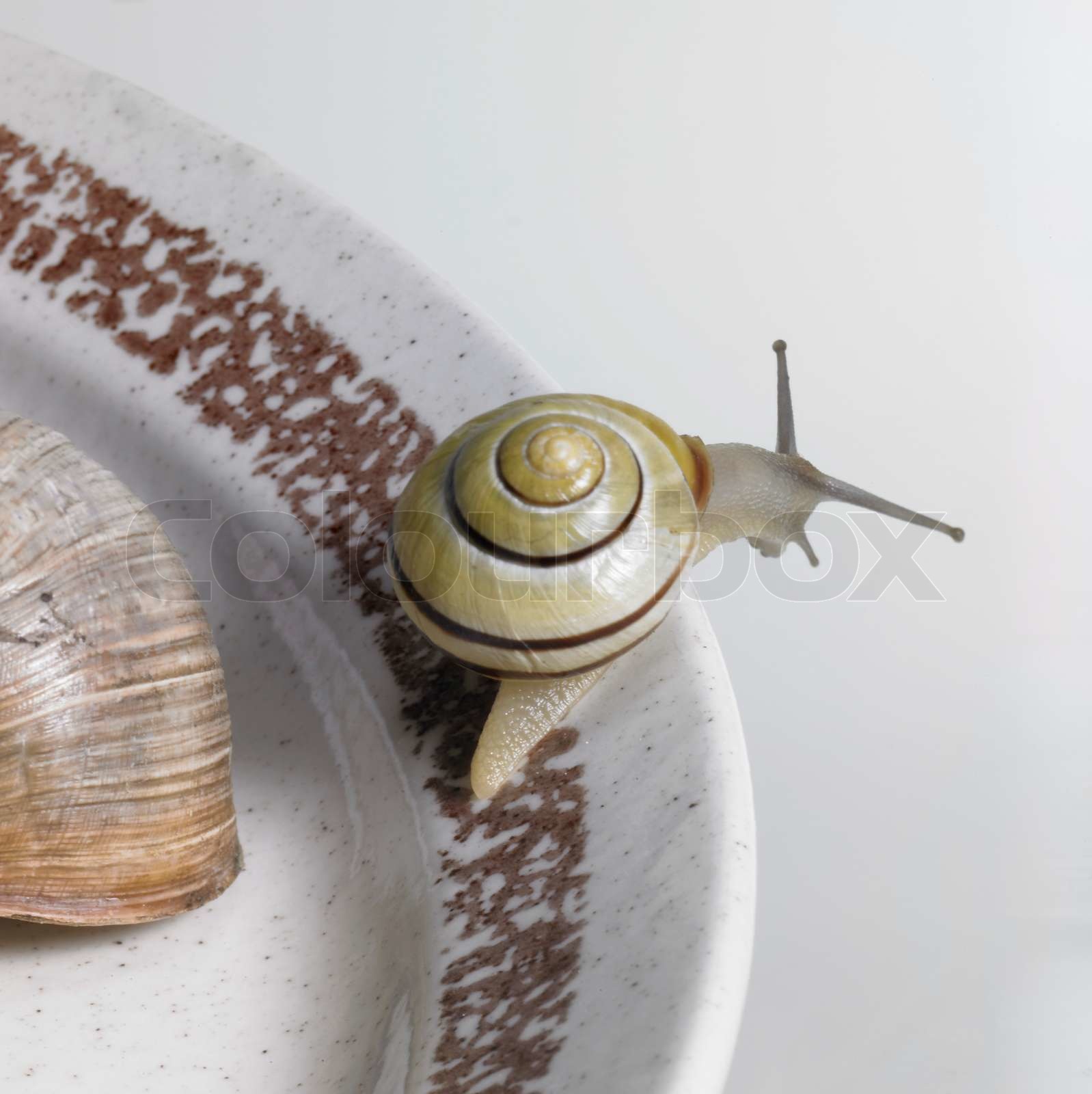 snails on a ceramic plate | Stock image | Colourbox