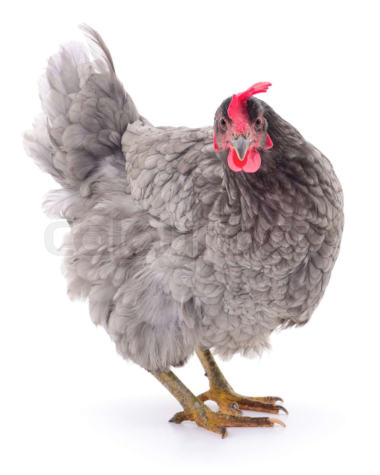 Grey hen isolated. | Stock image | Colourbox