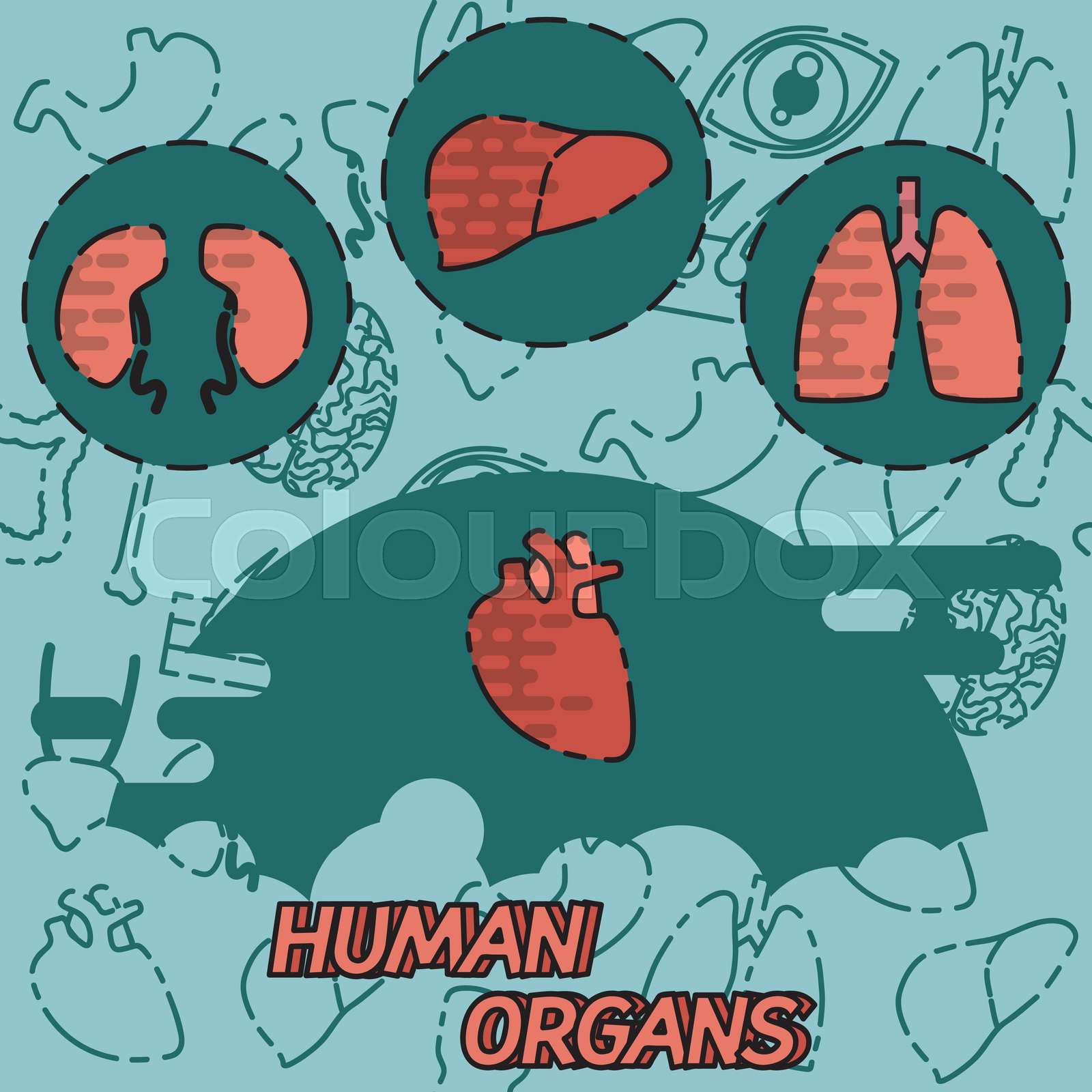 Human Organs Flat Concept Icons Stock Vector Colourbox