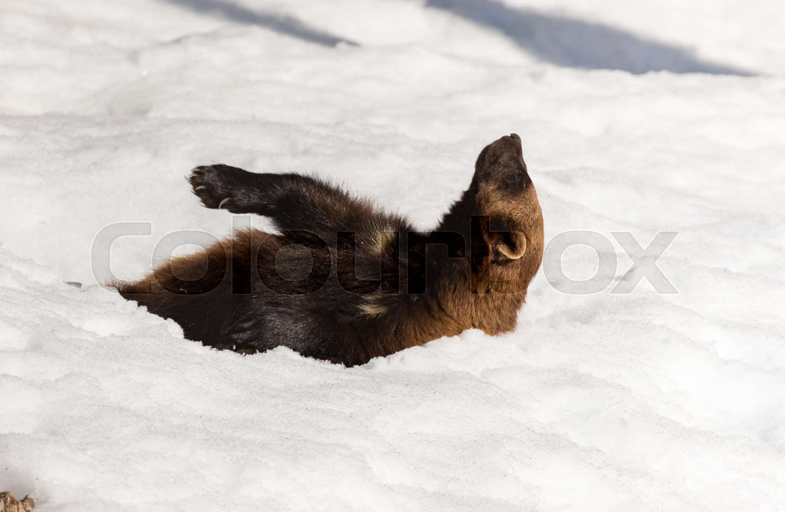 Wolverine enjoying sun | Stock image | Colourbox