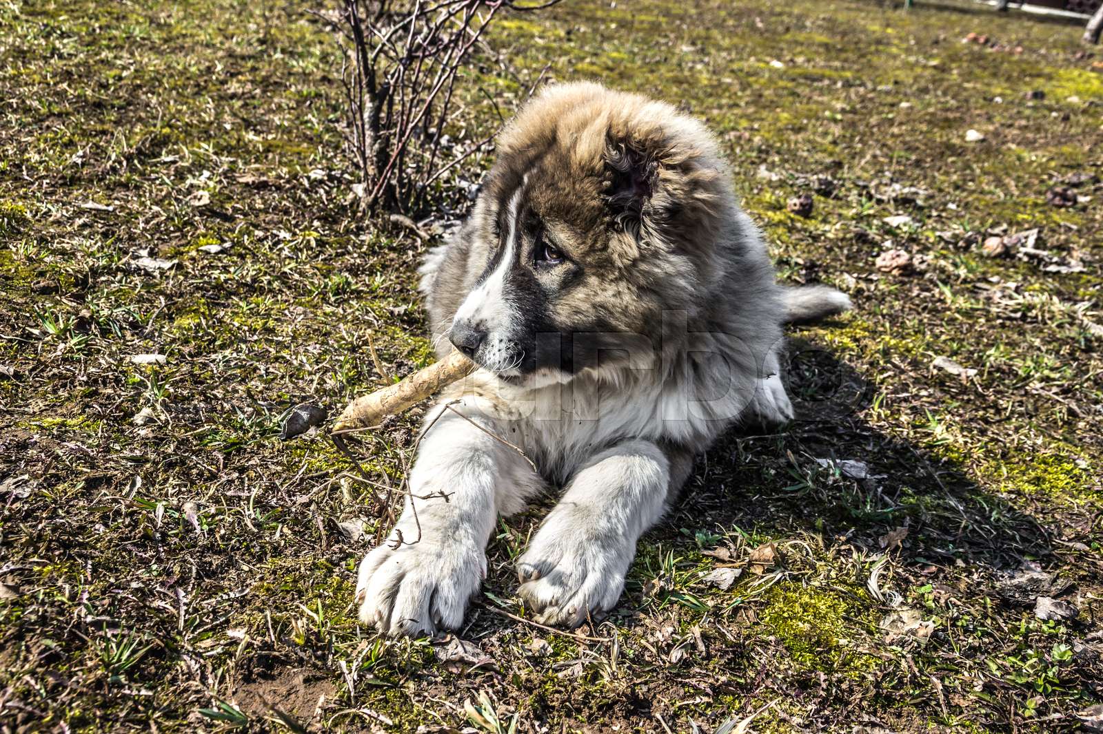 Caucasian Ovcharka Angry