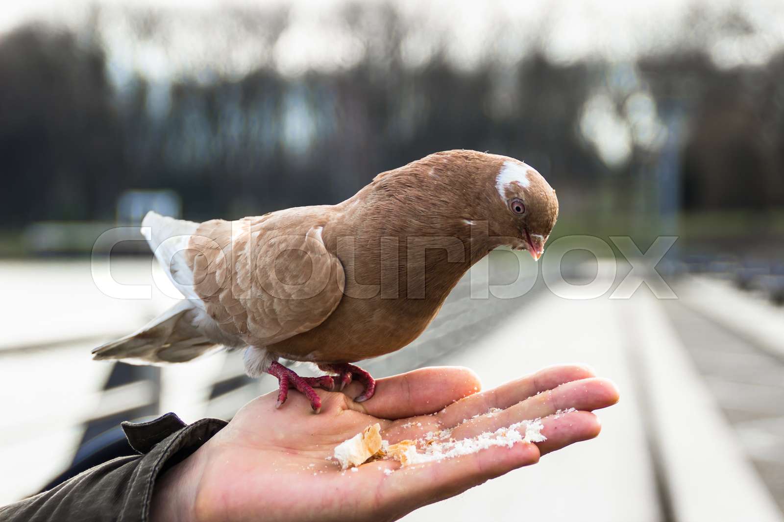 pigeon pecking crumbs on the man's hand | Stock image | Colourbox