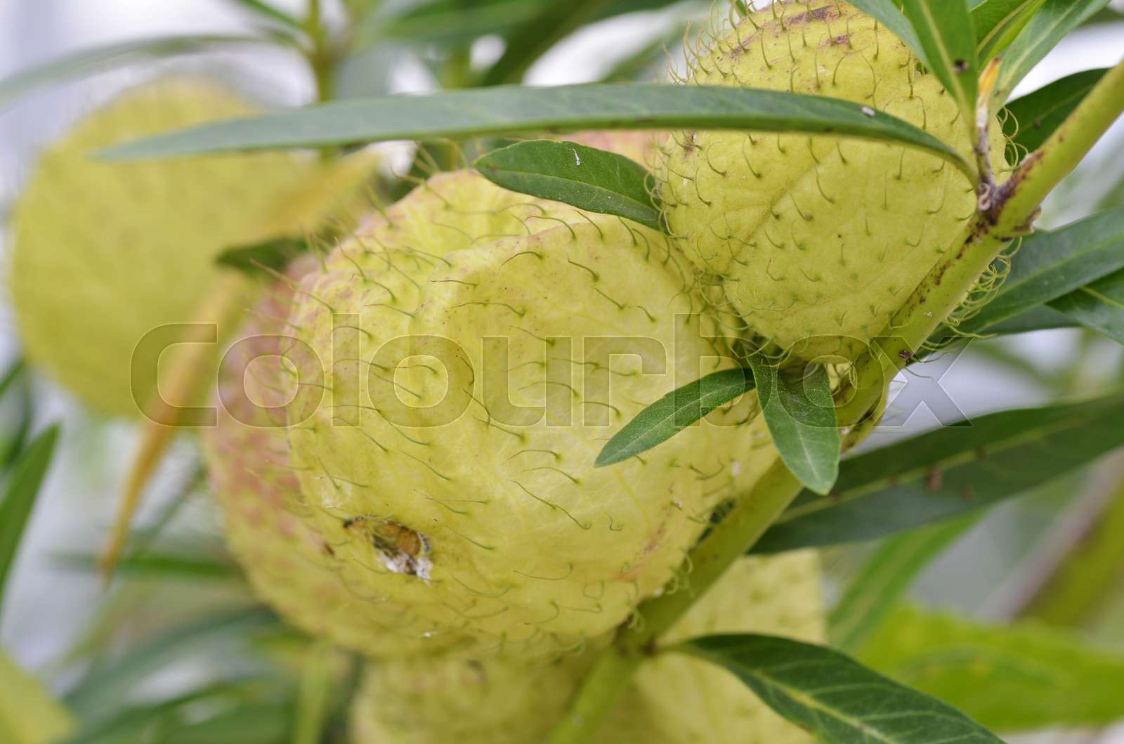 Balloon plant or balloon cotton bush | Stock image | Colourbox