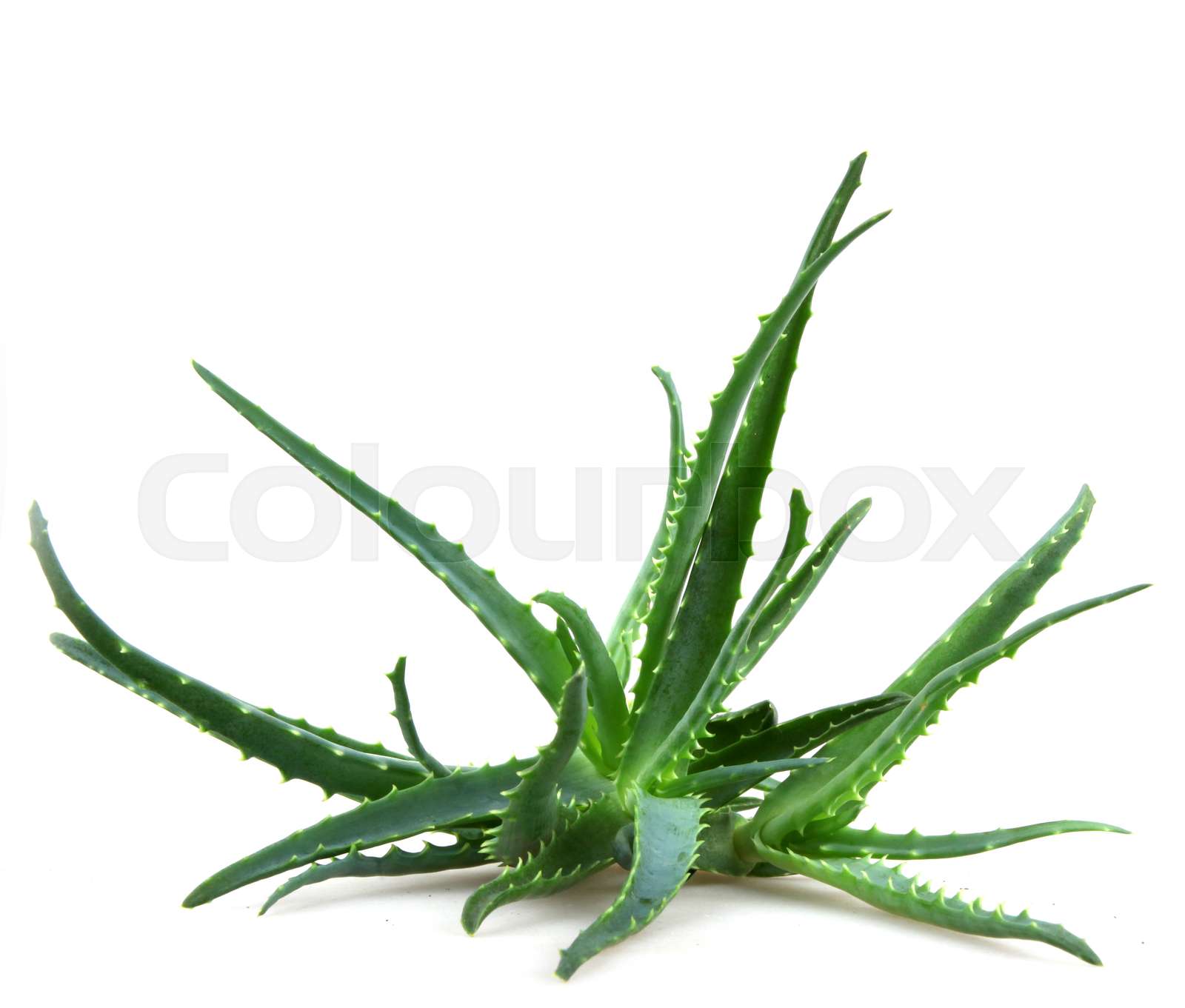 Aloe vera | Stock image | Colourbox