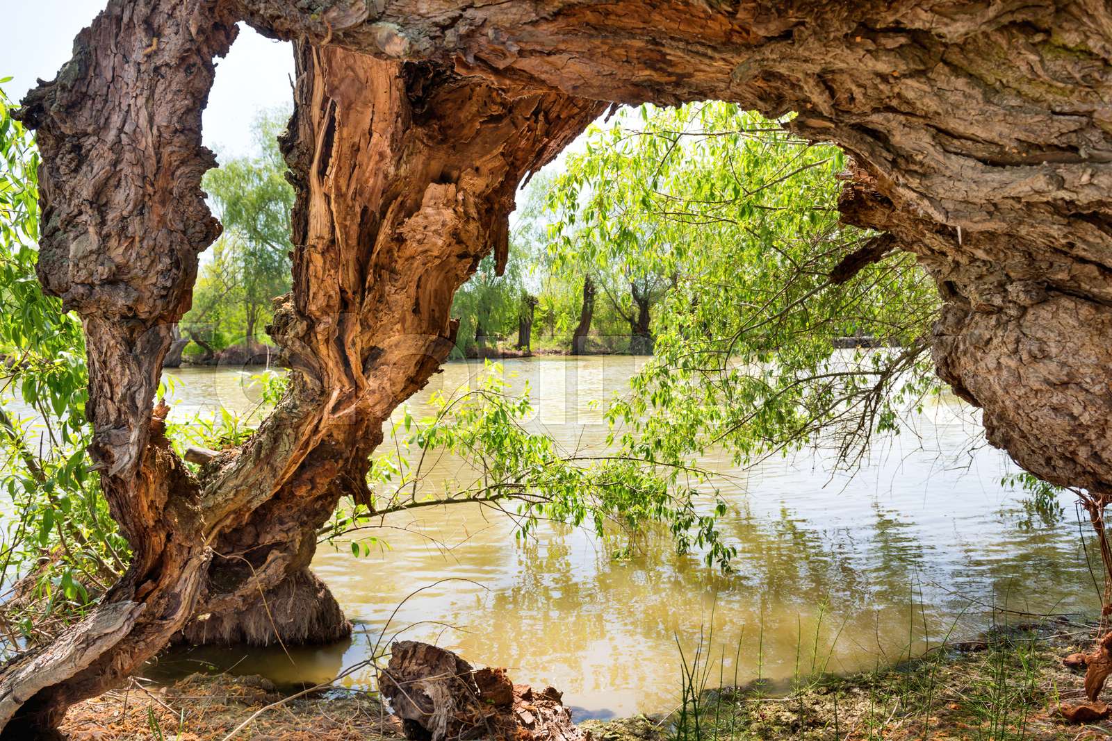 Old tree in the water | Stock image | Colourbox
