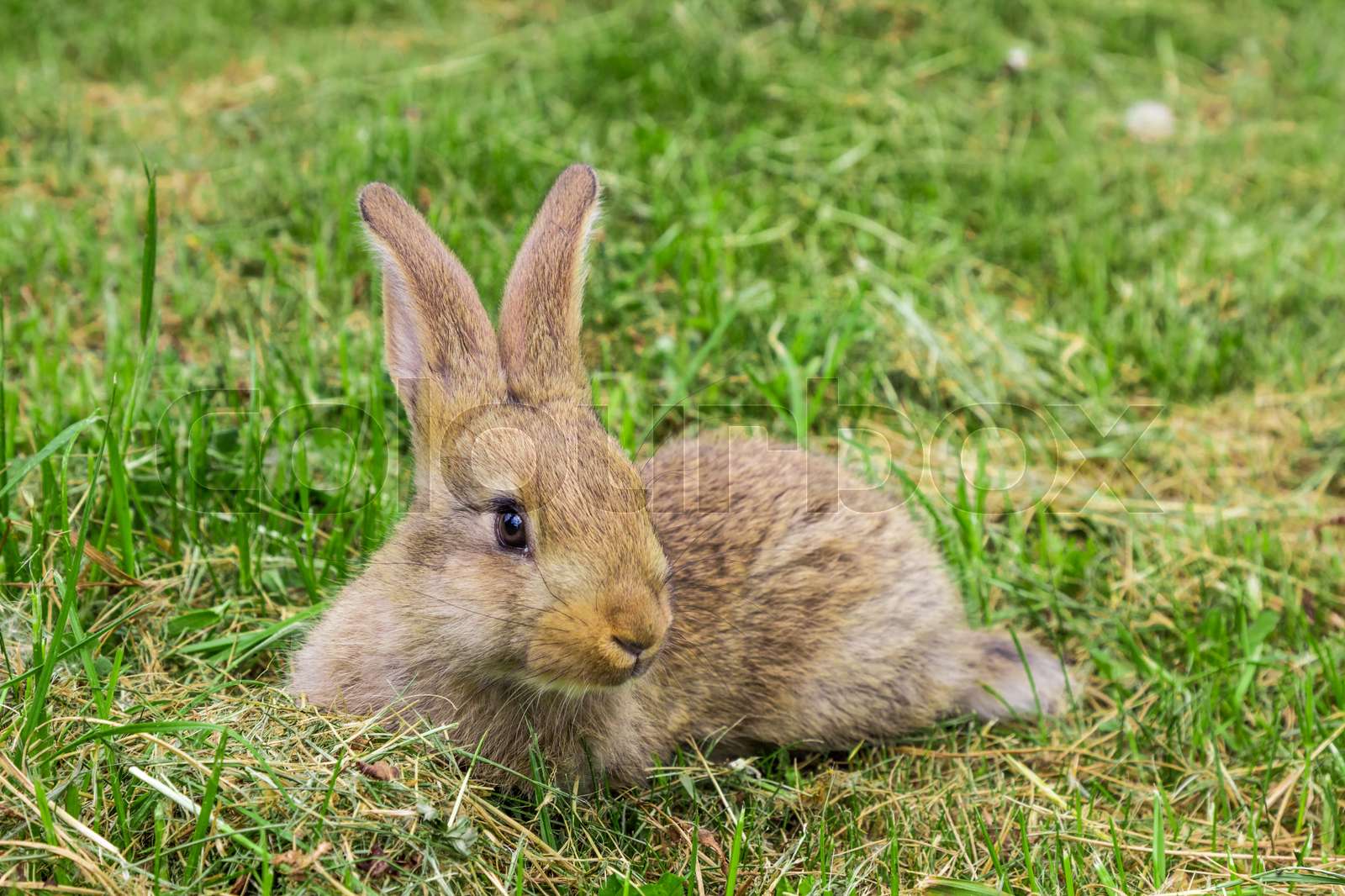 rabbit on green grass | Stock image | Colourbox