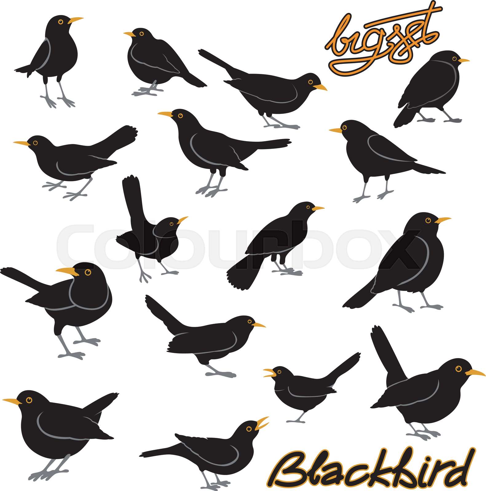 blackbird vector | Stock vector | Colourbox