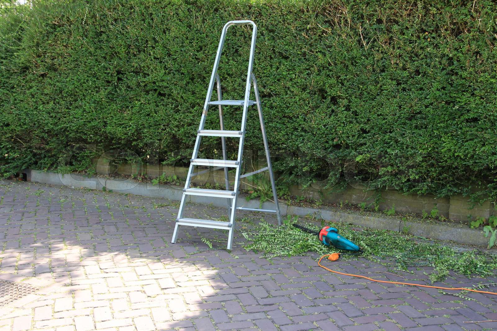 A hedge, step ladder and an electric hedge trimmer for cutting the ...