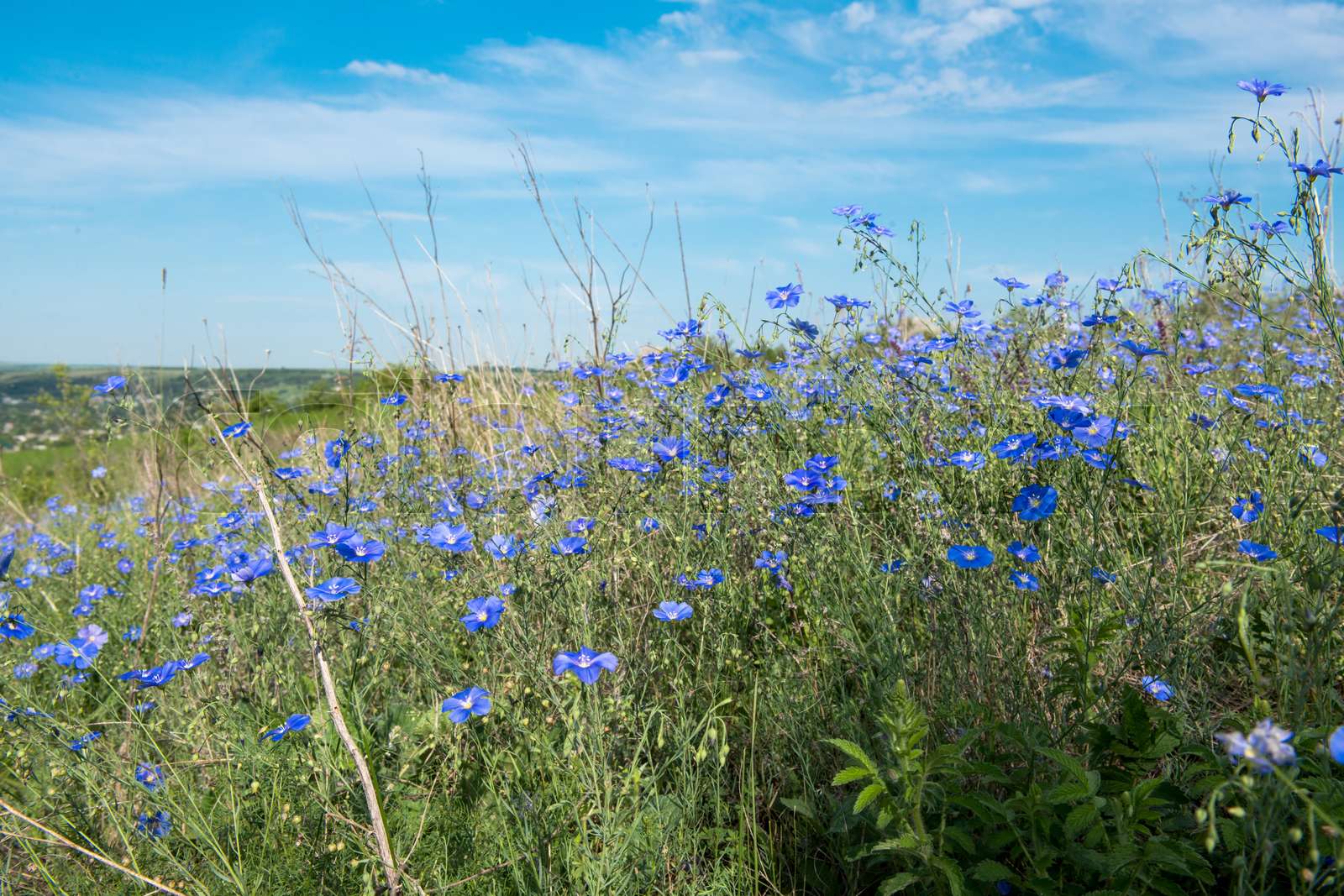 Flax growing in a meadow | Stock image | Colourbox
