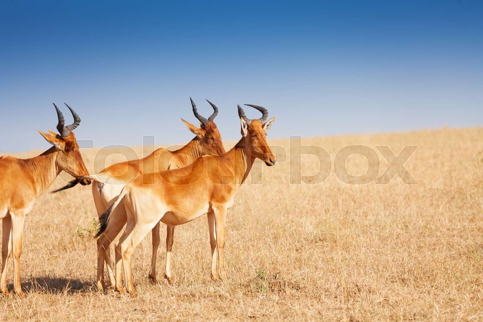 Topis standing in savanna grassland, Kenya, Africa | Stock image ...