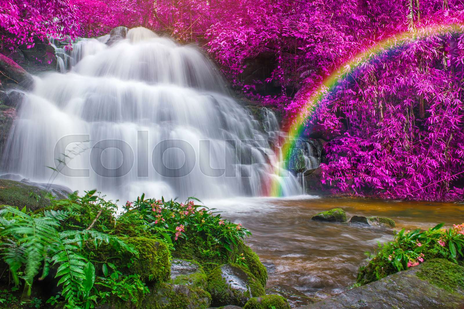 Beautiful Rainforests