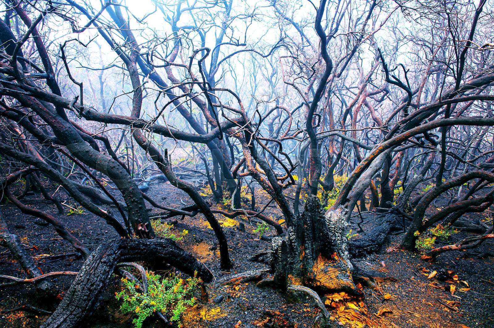Black ashes of tree after forest fire. | Stock image | Colourbox