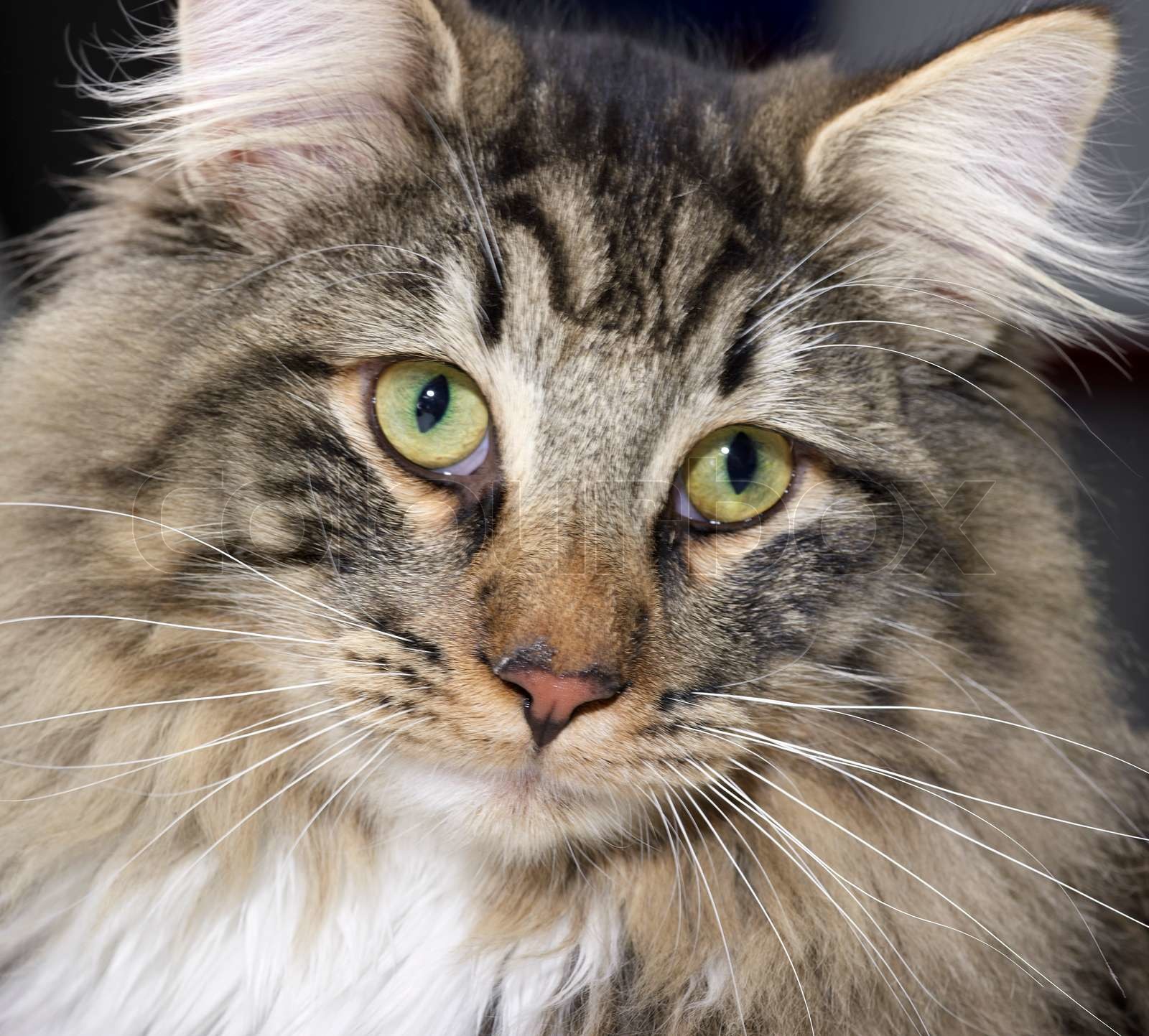 portrait of a Norwegian Forest Cat | Stock image | Colourbox