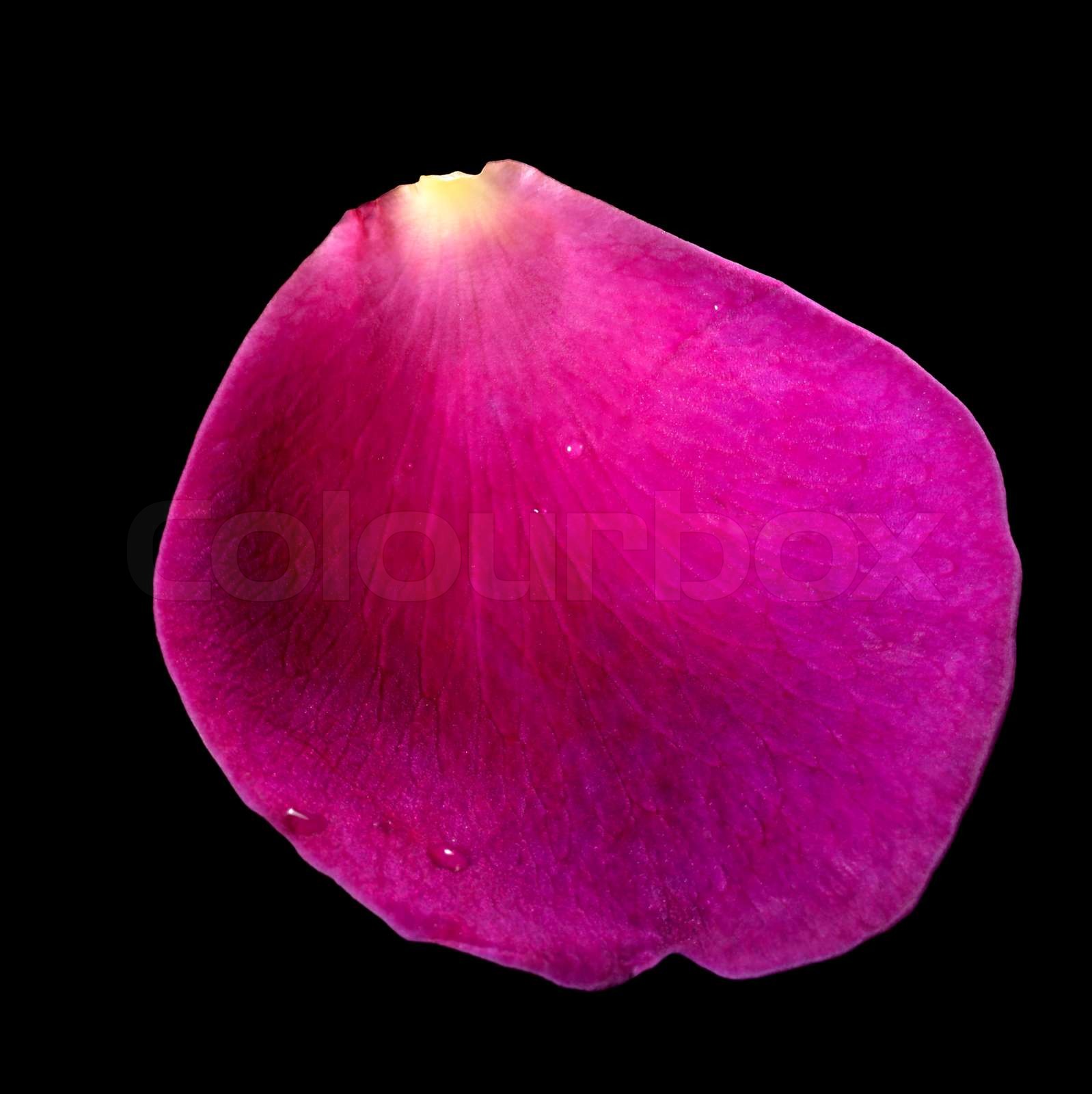 Single Rose Petal