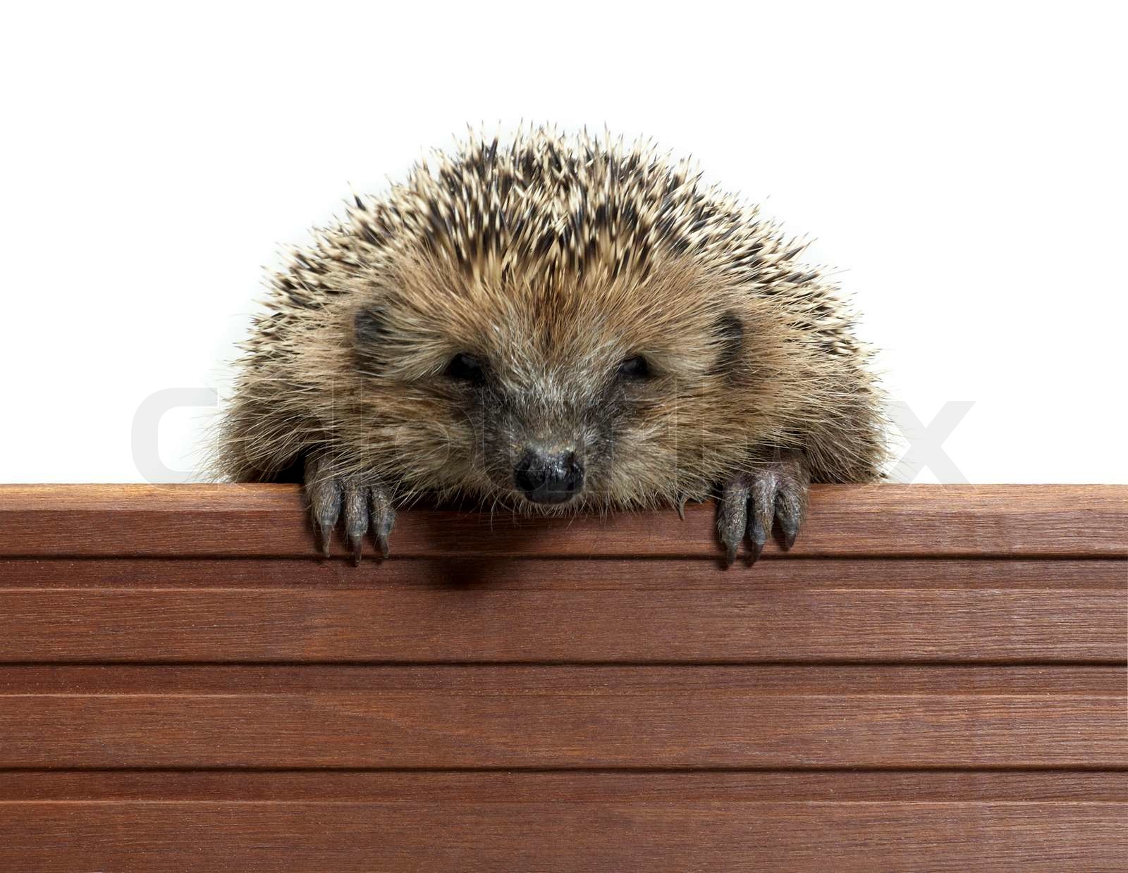 frontal portrait of a hedgehog while climbing over a wooden panel ...