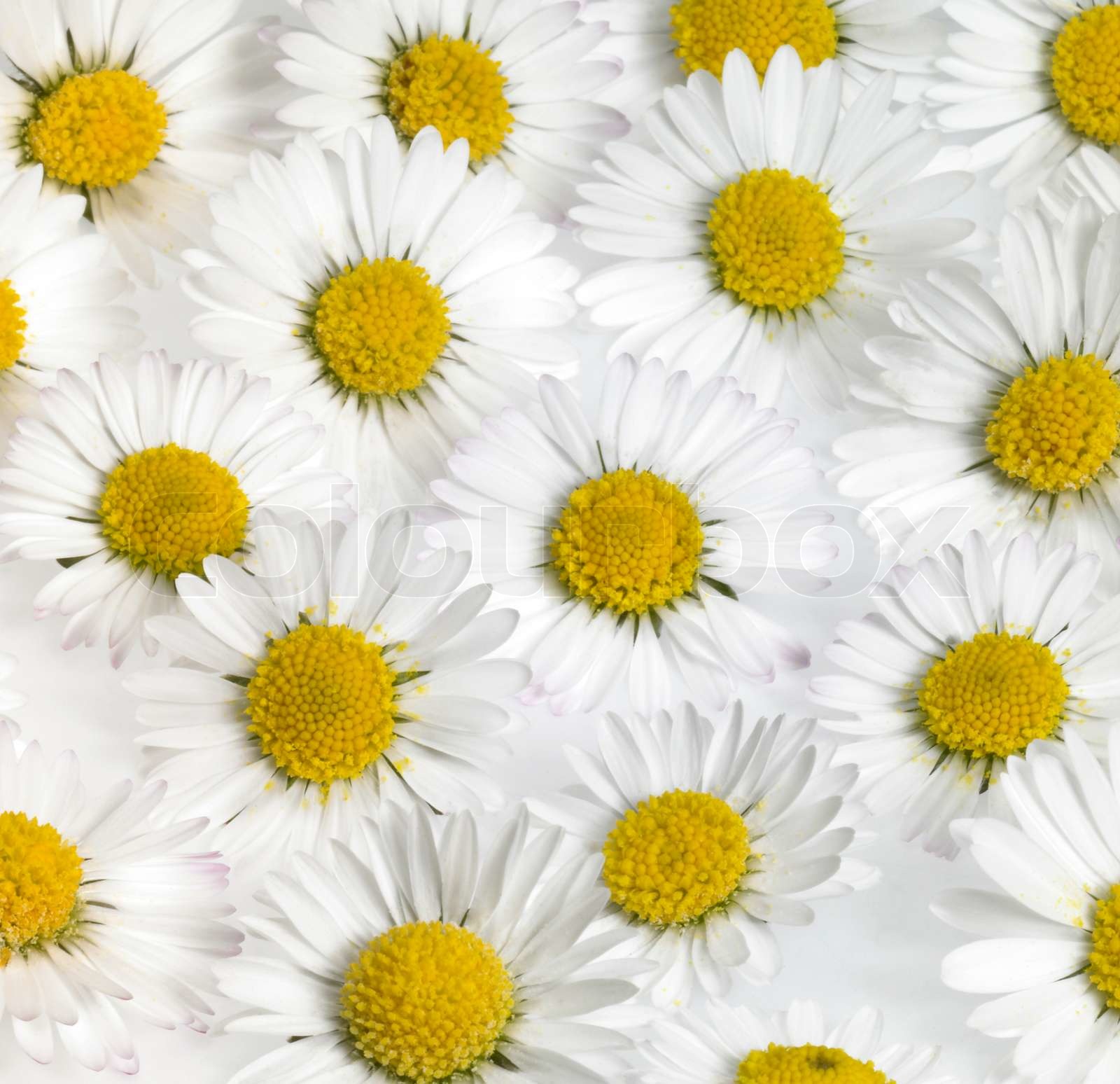 floral daisy flower background | Stock image | Colourbox