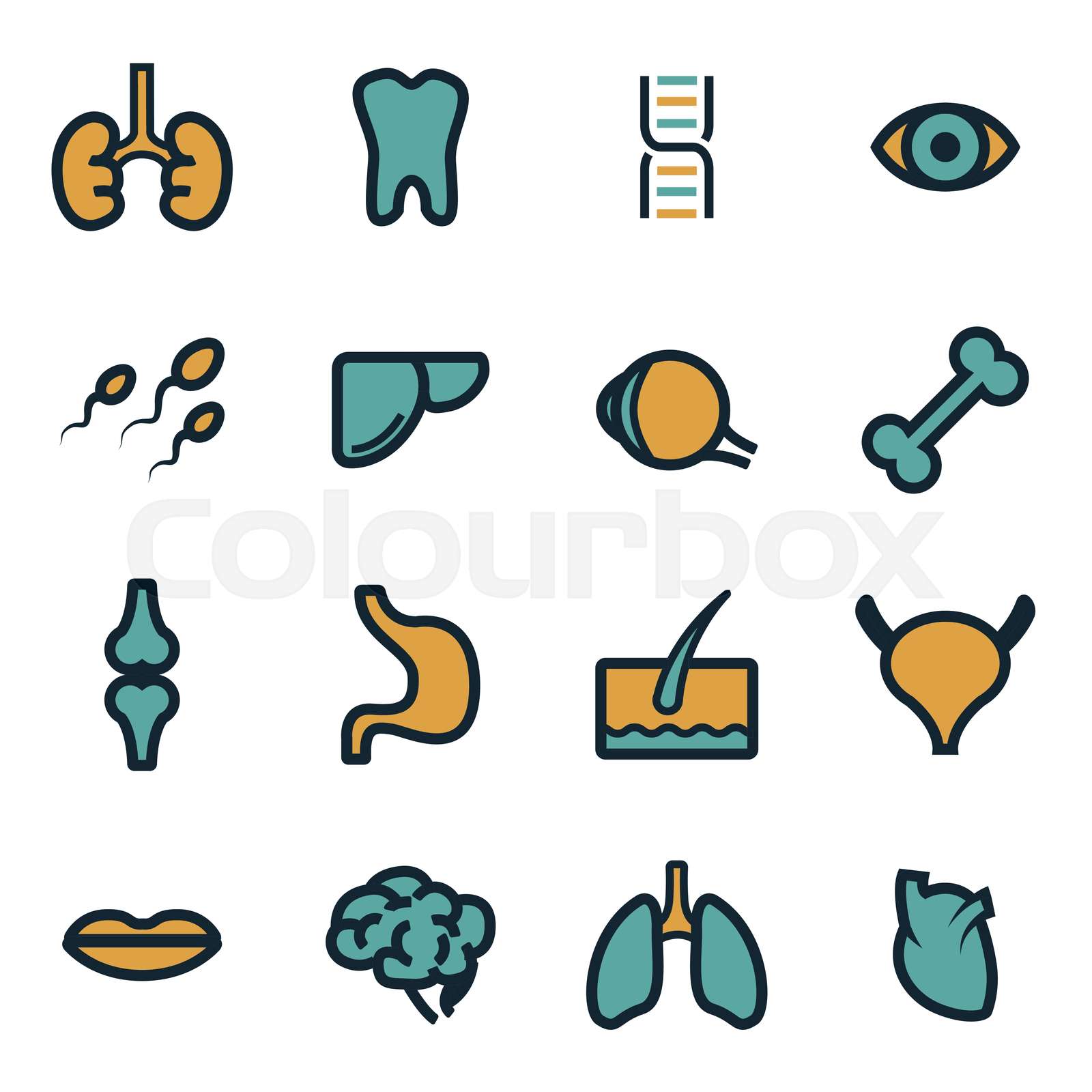 Vector flat anatomy icons set | Stock vector | Colourbox
