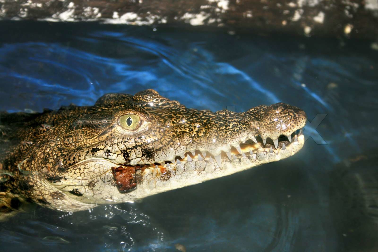 Crocodile eating an insect in the zoo | Stock image | Colourbox