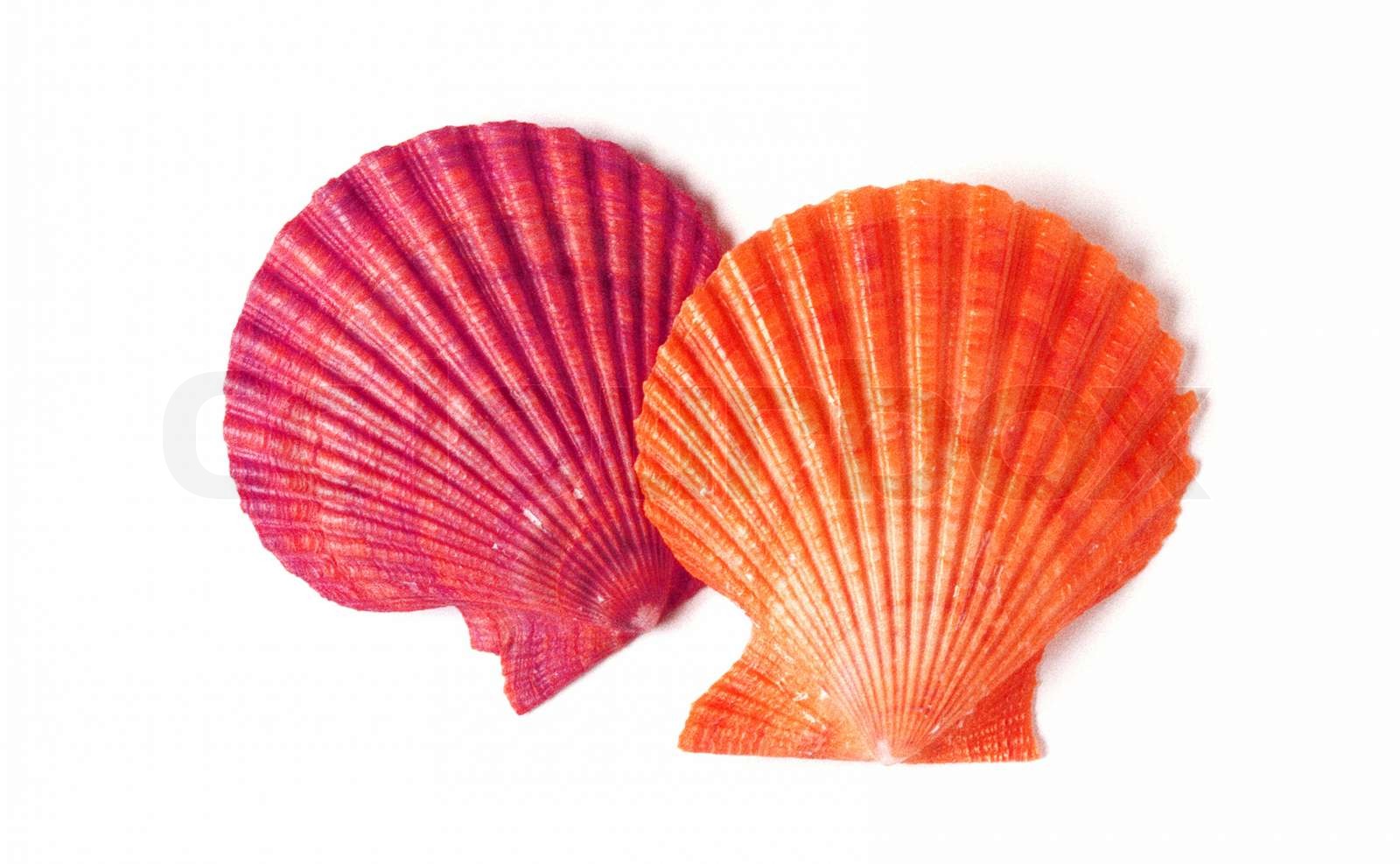 Tan Radial Seashell Isolated on White Background | Stock image | Colourbox