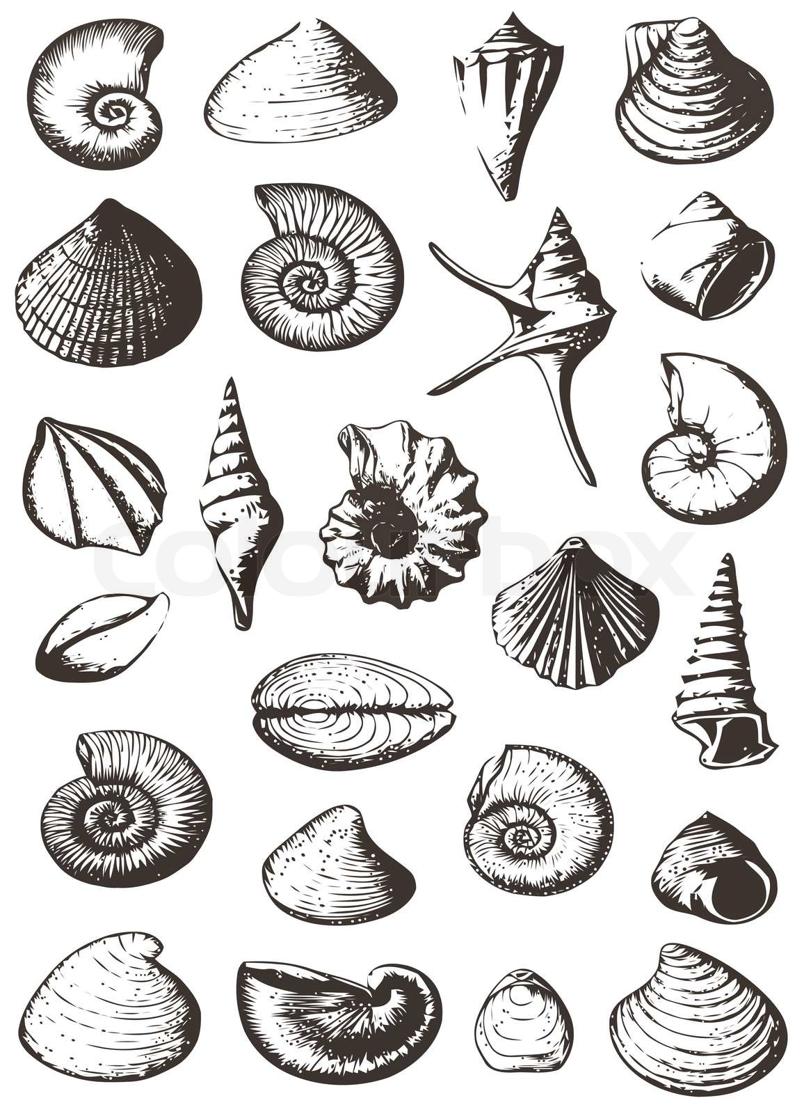 musling, vektor, skal | Stock vektor | Colourbox