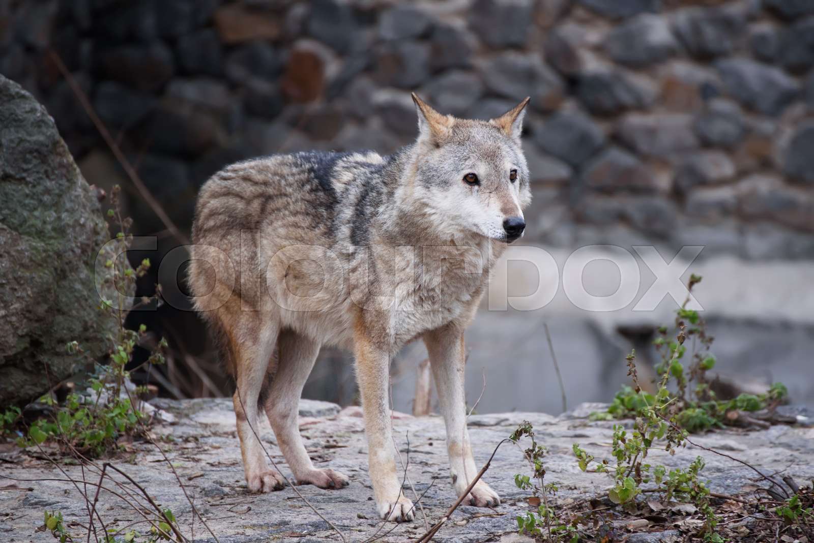 Wolf in the zoo | Stock image | Colourbox