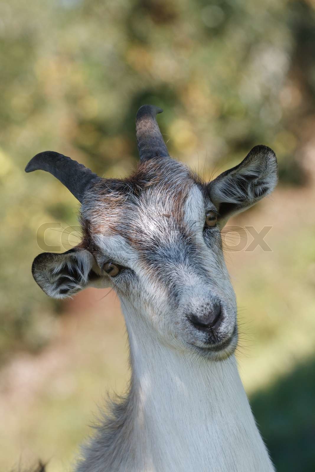 surprised goat | Stock image | Colourbox