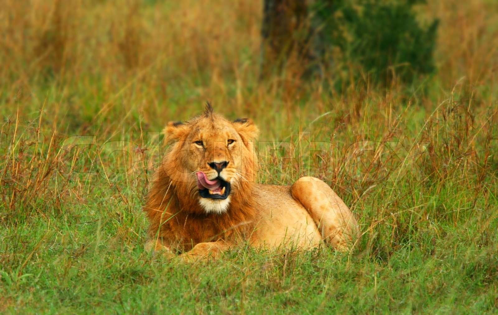 Porträt der jungen wilden afrikanischen Löwen Afrika Kenia | Stock Bild ...