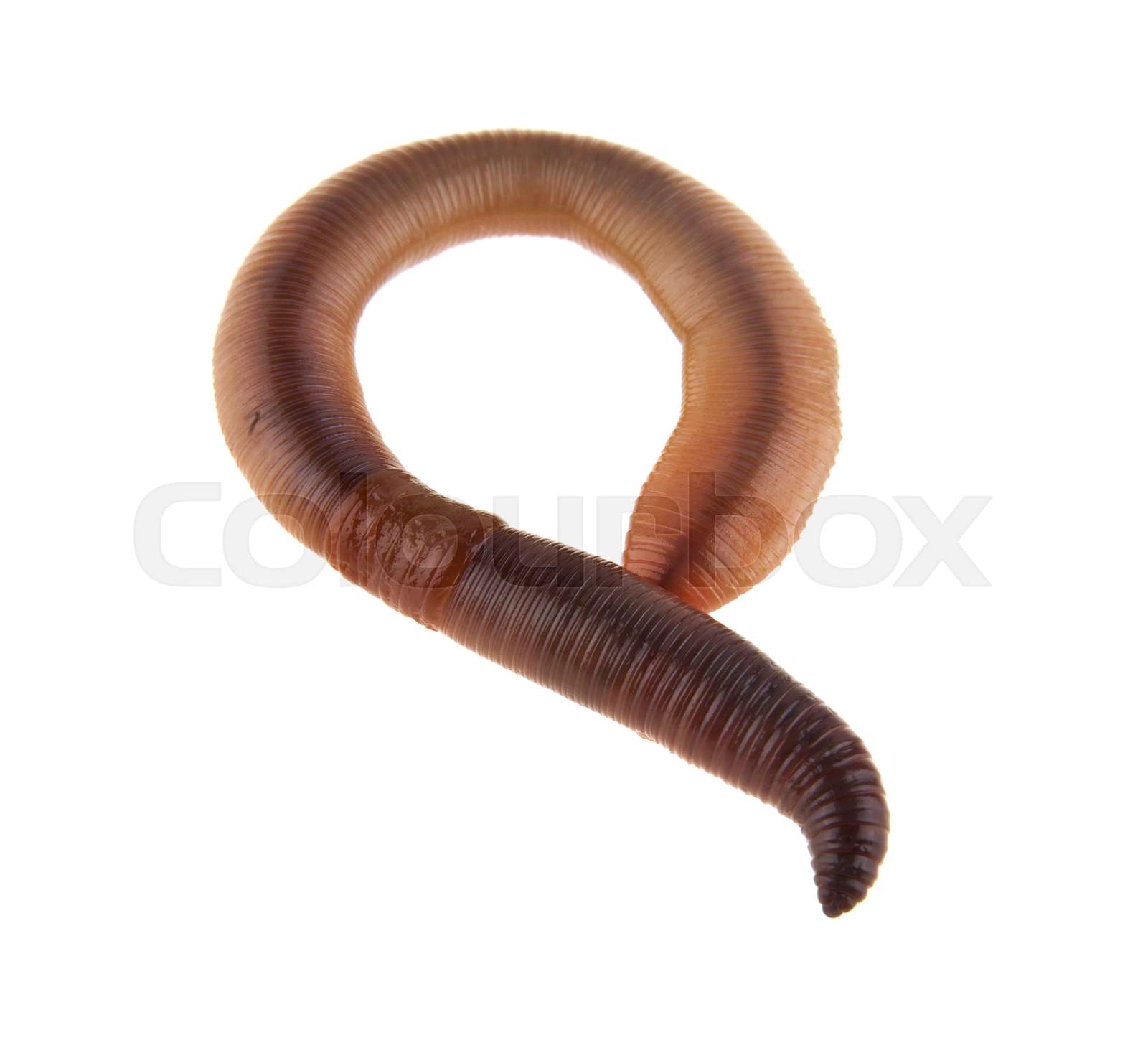 worms | Stock image | Colourbox