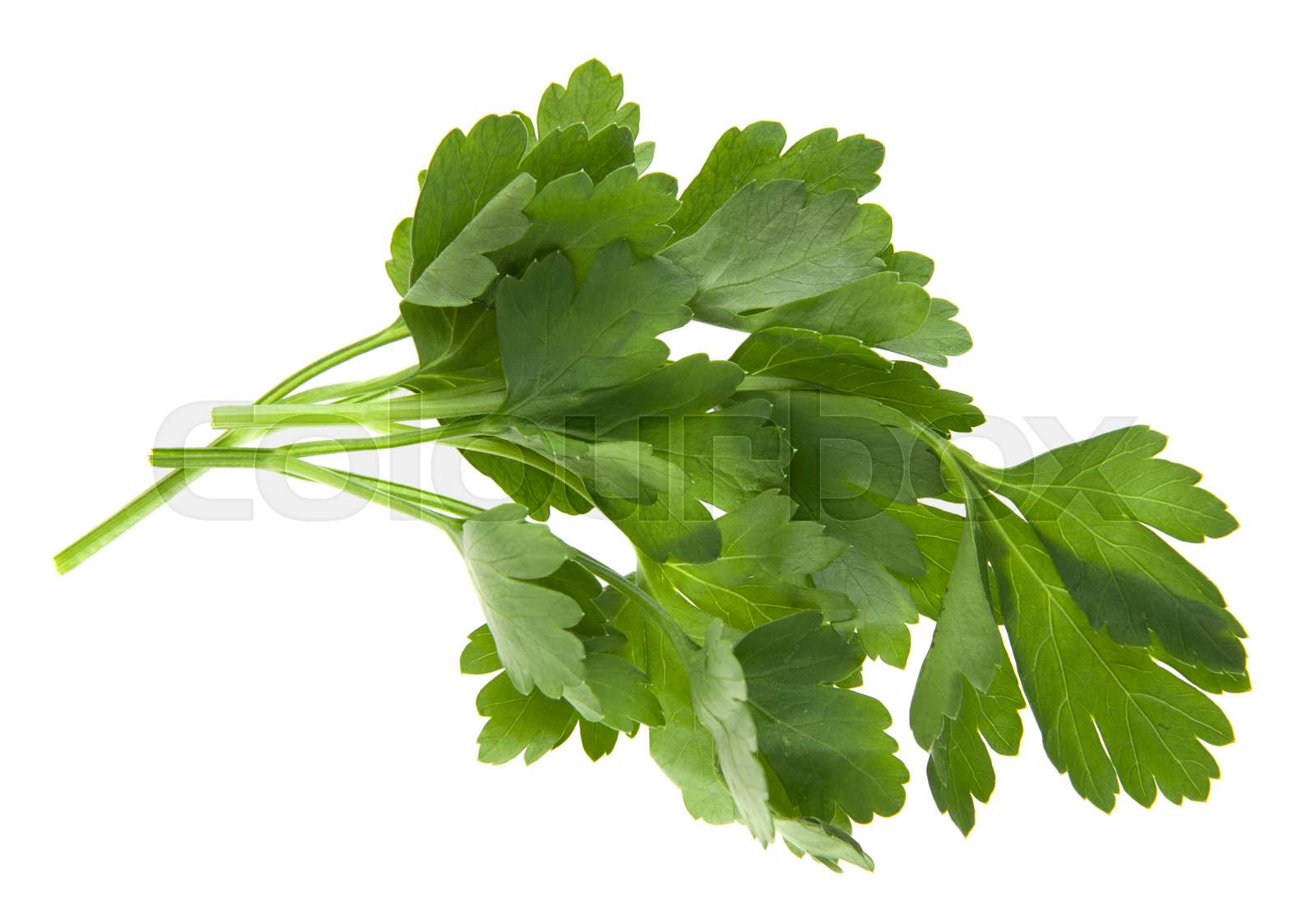 parsley | Stock image | Colourbox