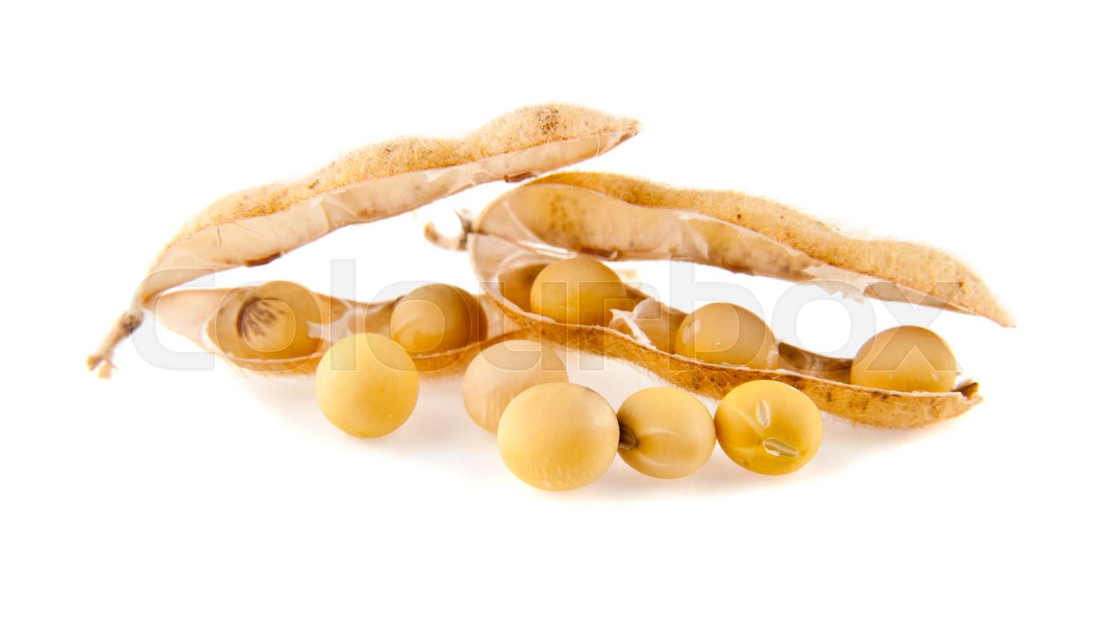 Soybean pods | Stock image | Colourbox