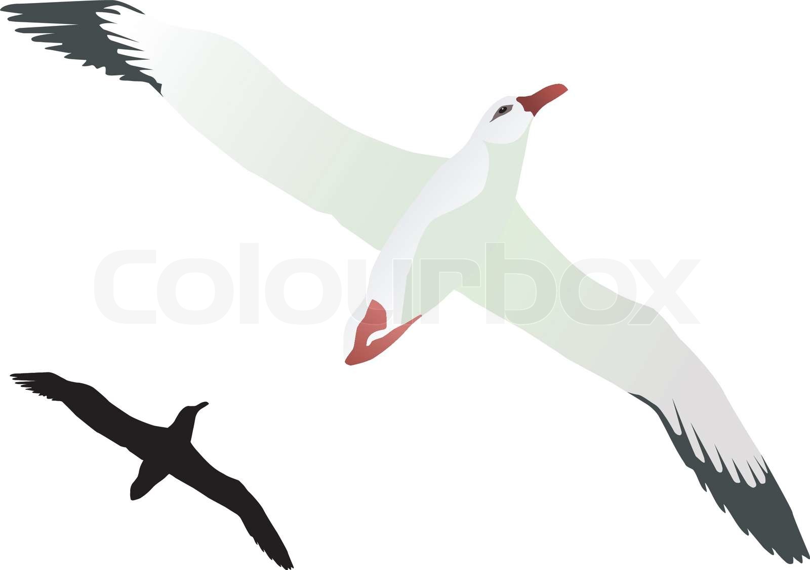 handzeichnung, albatros, abstrakt | Stock-Vektor | Colourbox