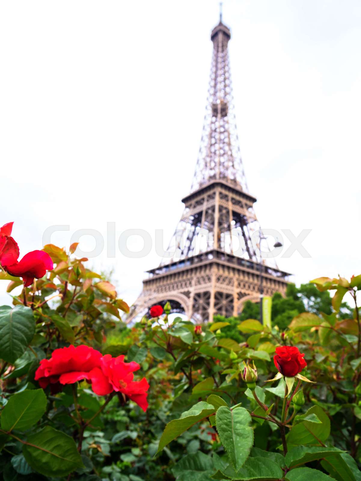 Eiffel Tower and bushes of flowers roses | Stock image | Colourbox