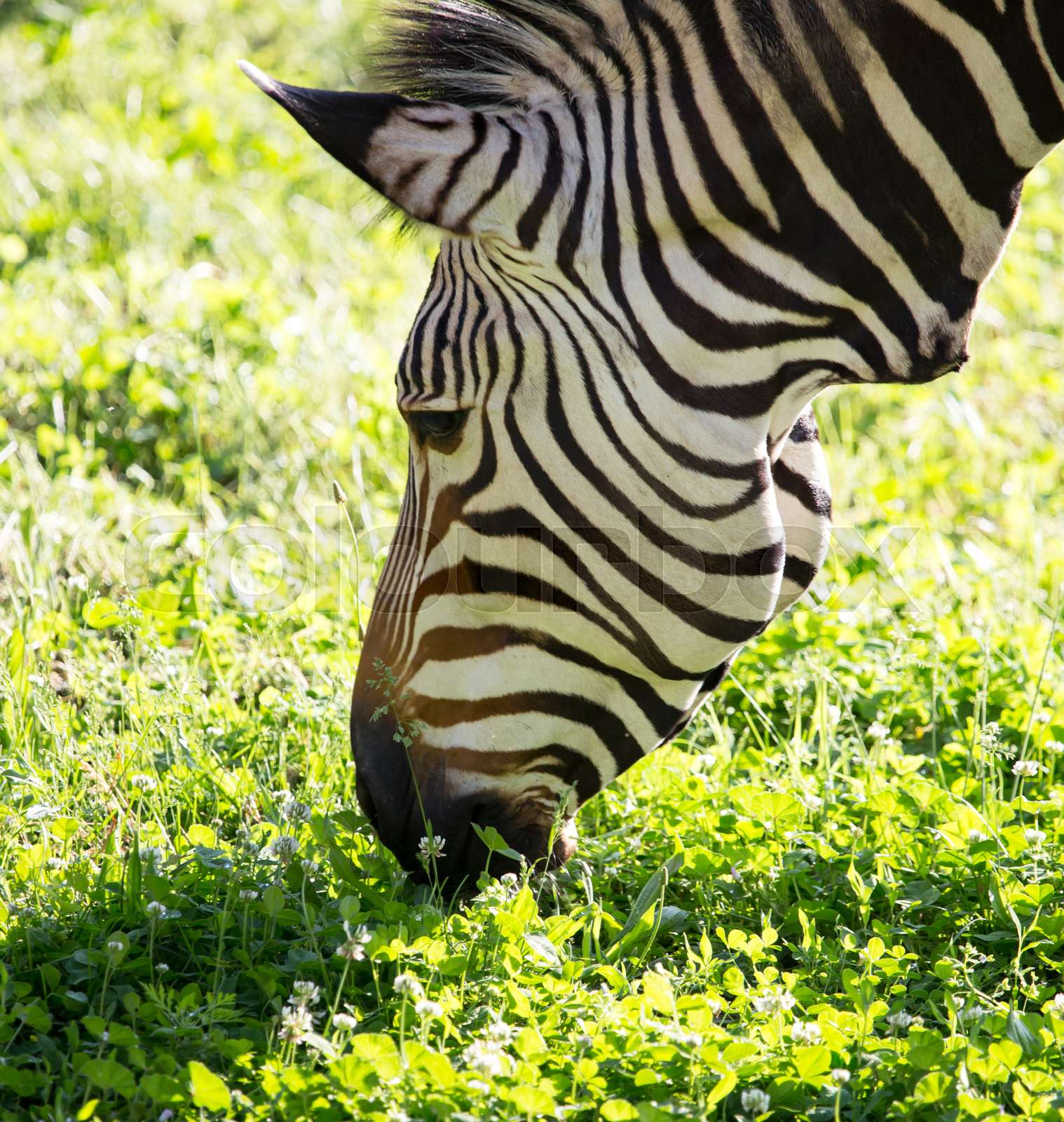 Zebra on green grass in nature | Stock image | Colourbox