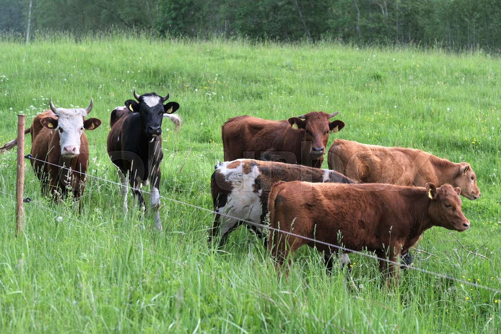 cattle graze on pasture | Stock image | Colourbox