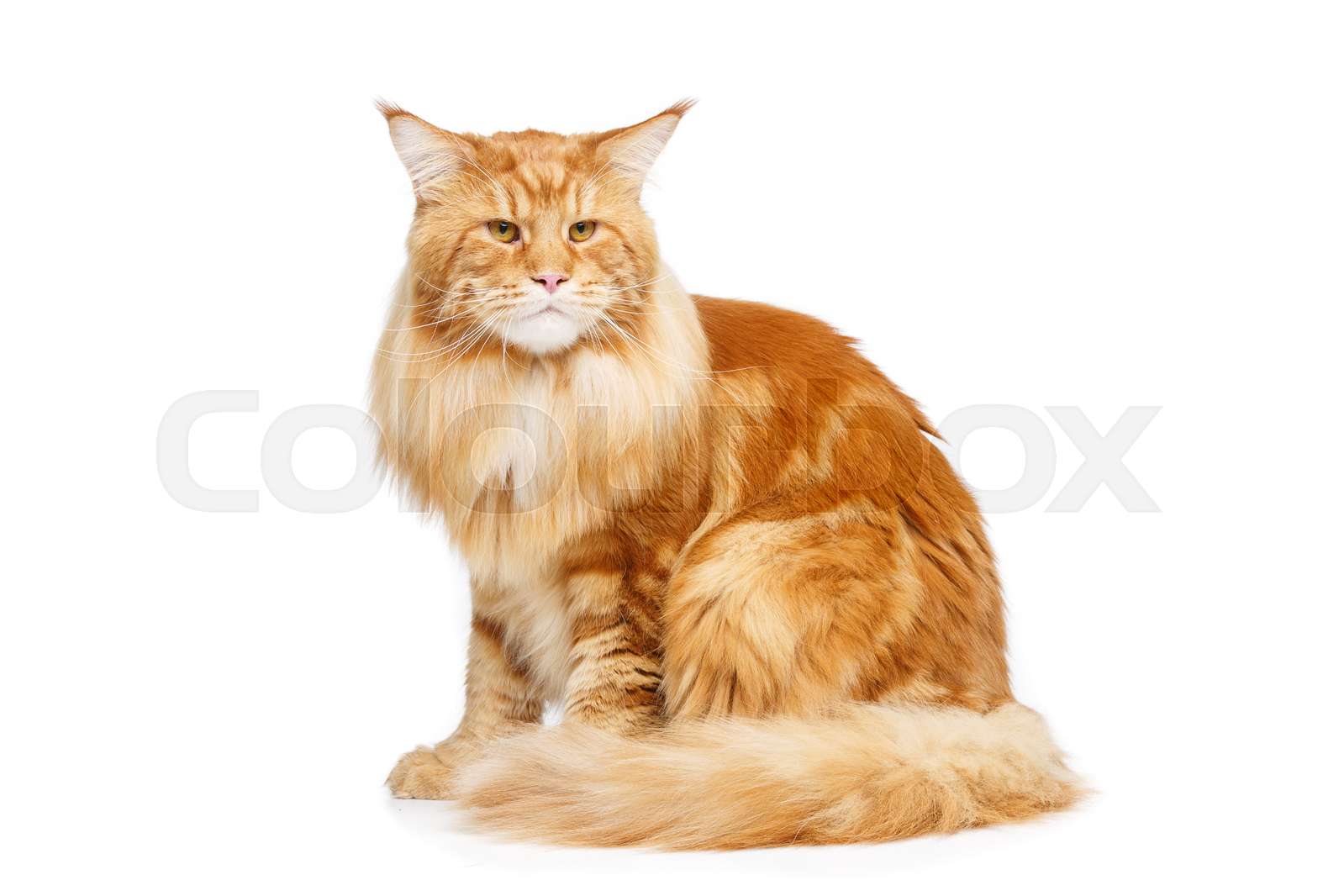 haustier, schnurrhaare, erwachsen | Stock Bild | Colourbox