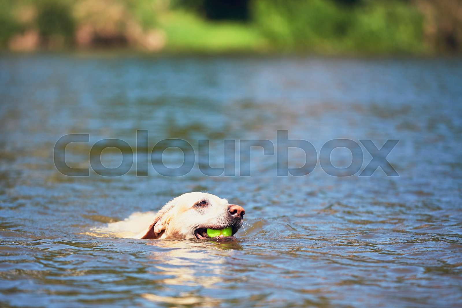 Summer time with dog | Stock image | Colourbox