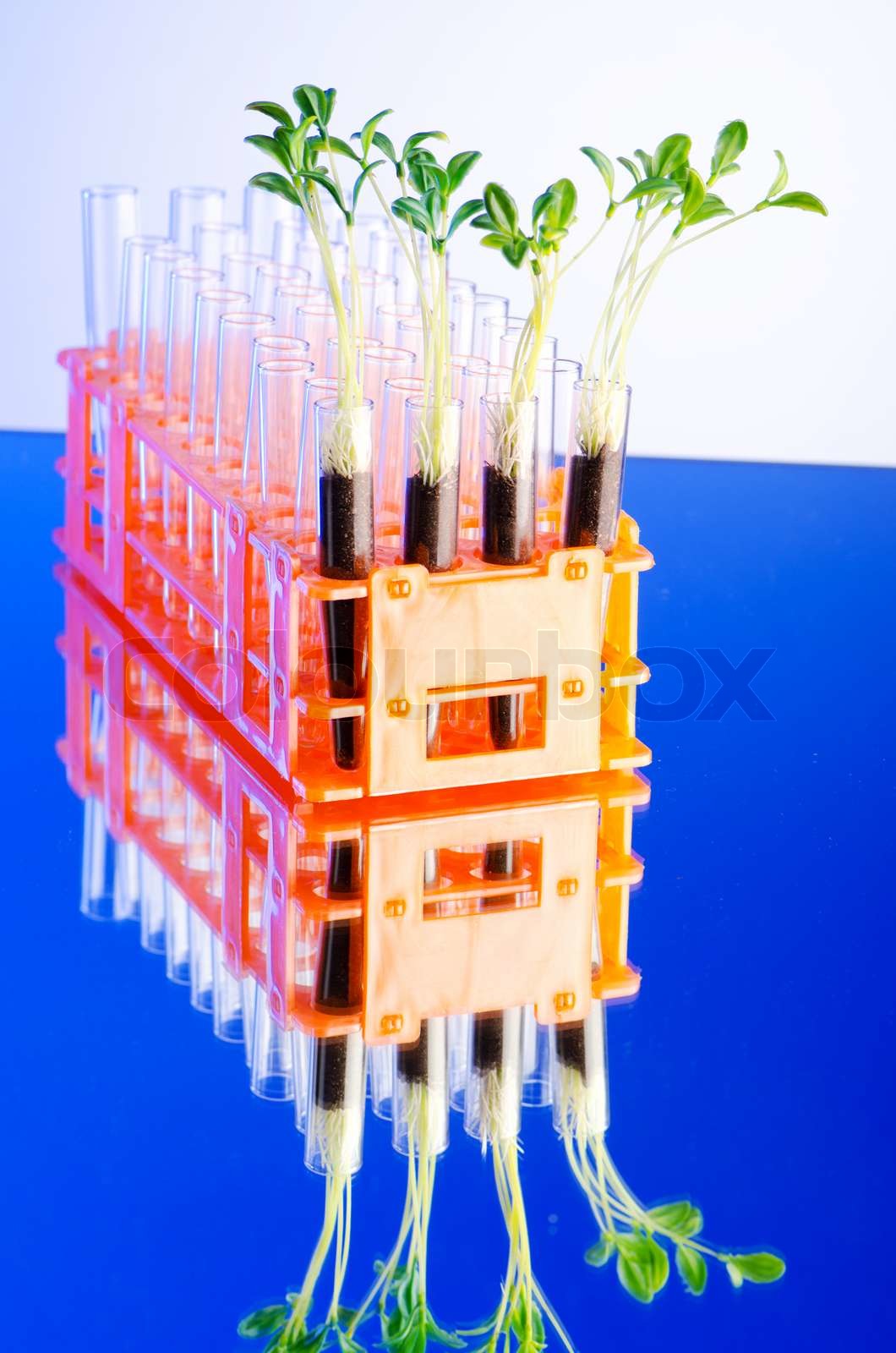 Lab experiment with green seedlings | Stock image | Colourbox