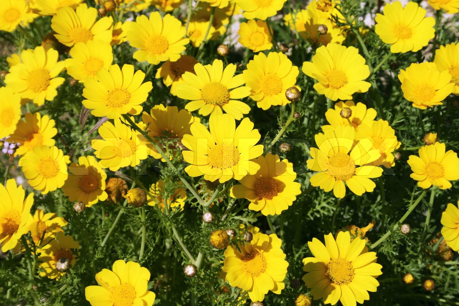 Gelbe Margeriten auf der Wiese | Stock Bild | Colourbox