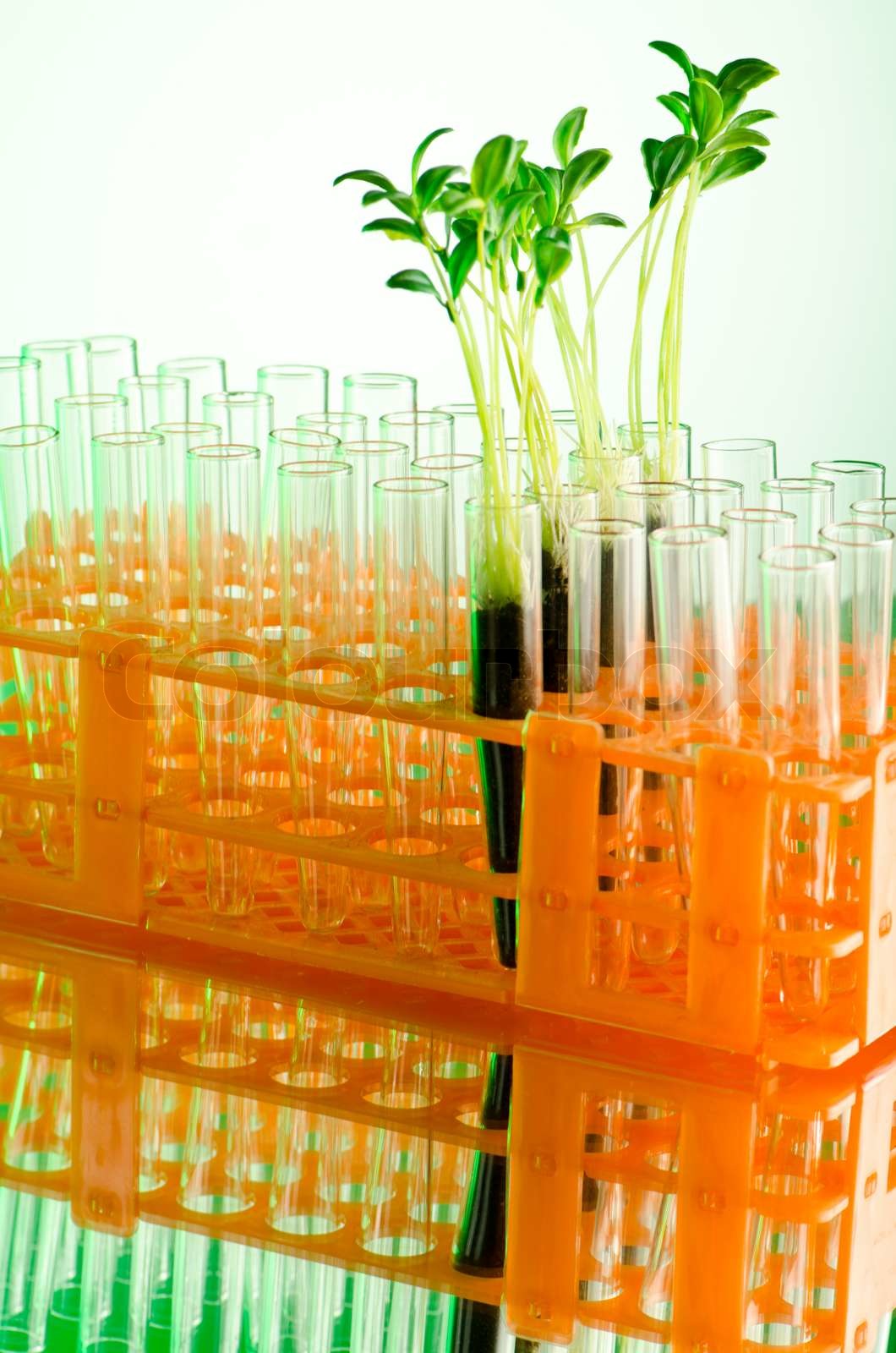 Experiment with green seedlings in the lab | Stock image | Colourbox