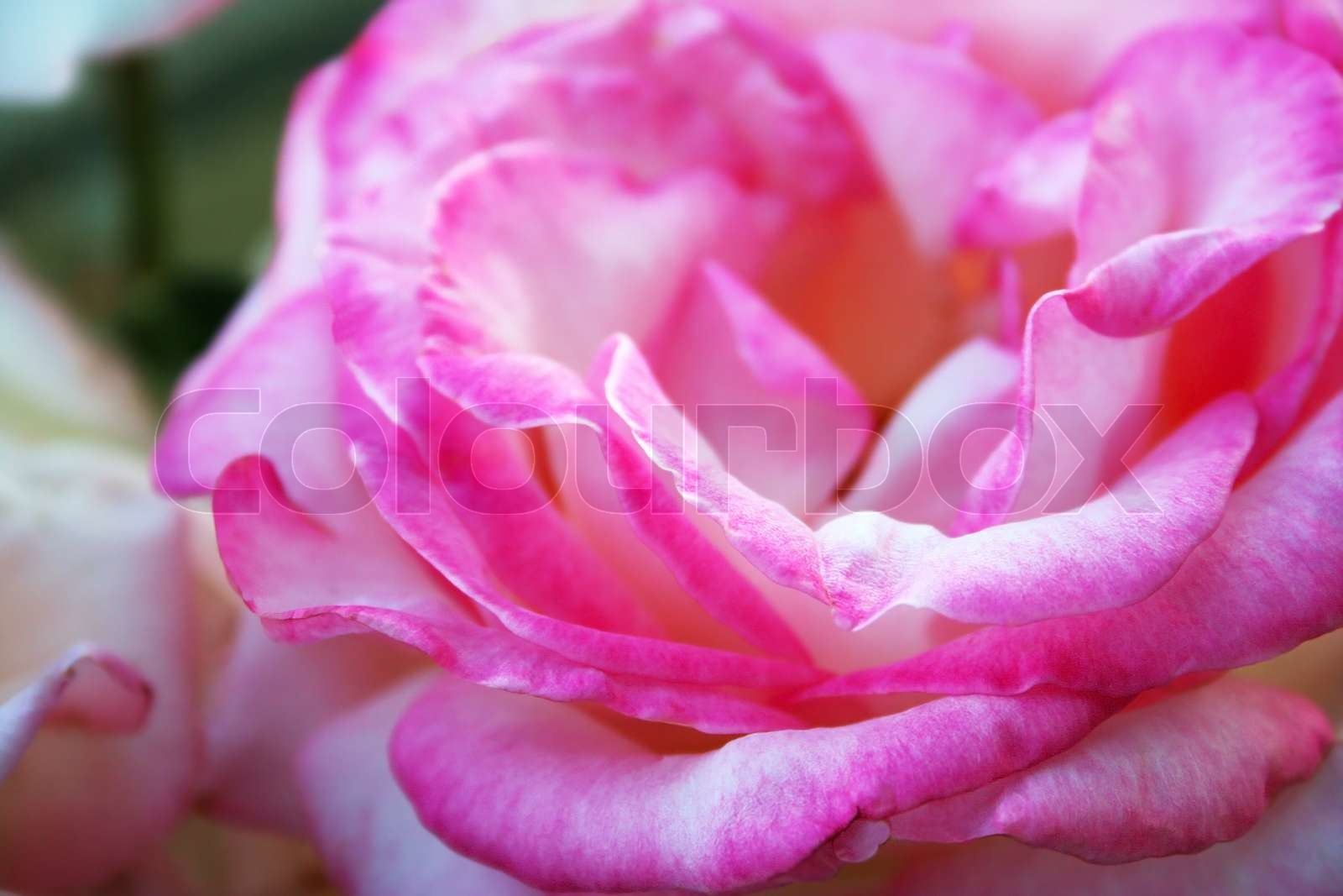 Pink rose close up picture. | Stock image | Colourbox