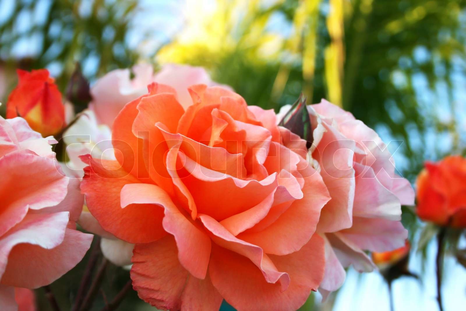 blume, sommer, romantisch | Stock Bild | Colourbox