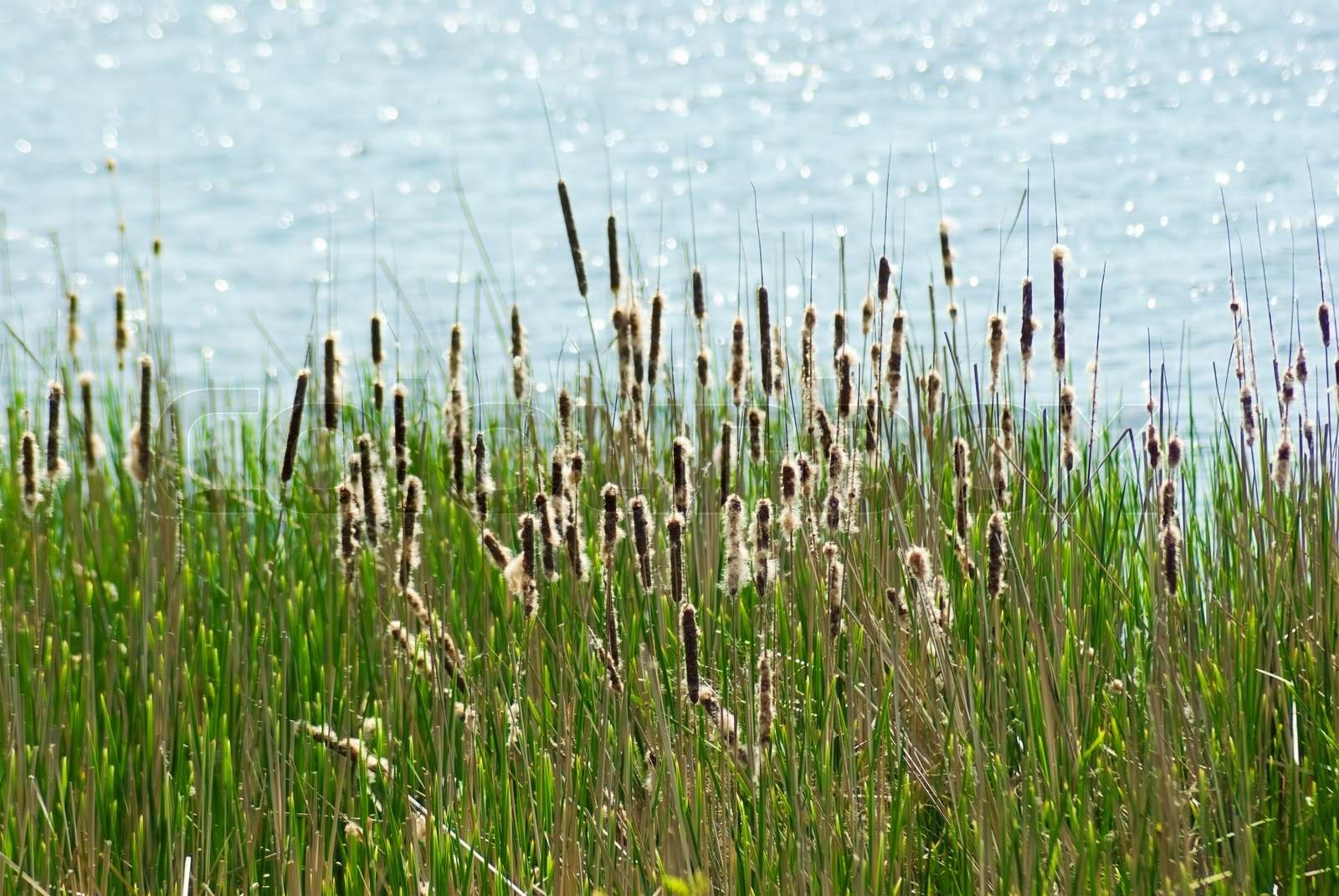 Flowering reed and bulrush next to the water surface | Stock image ...