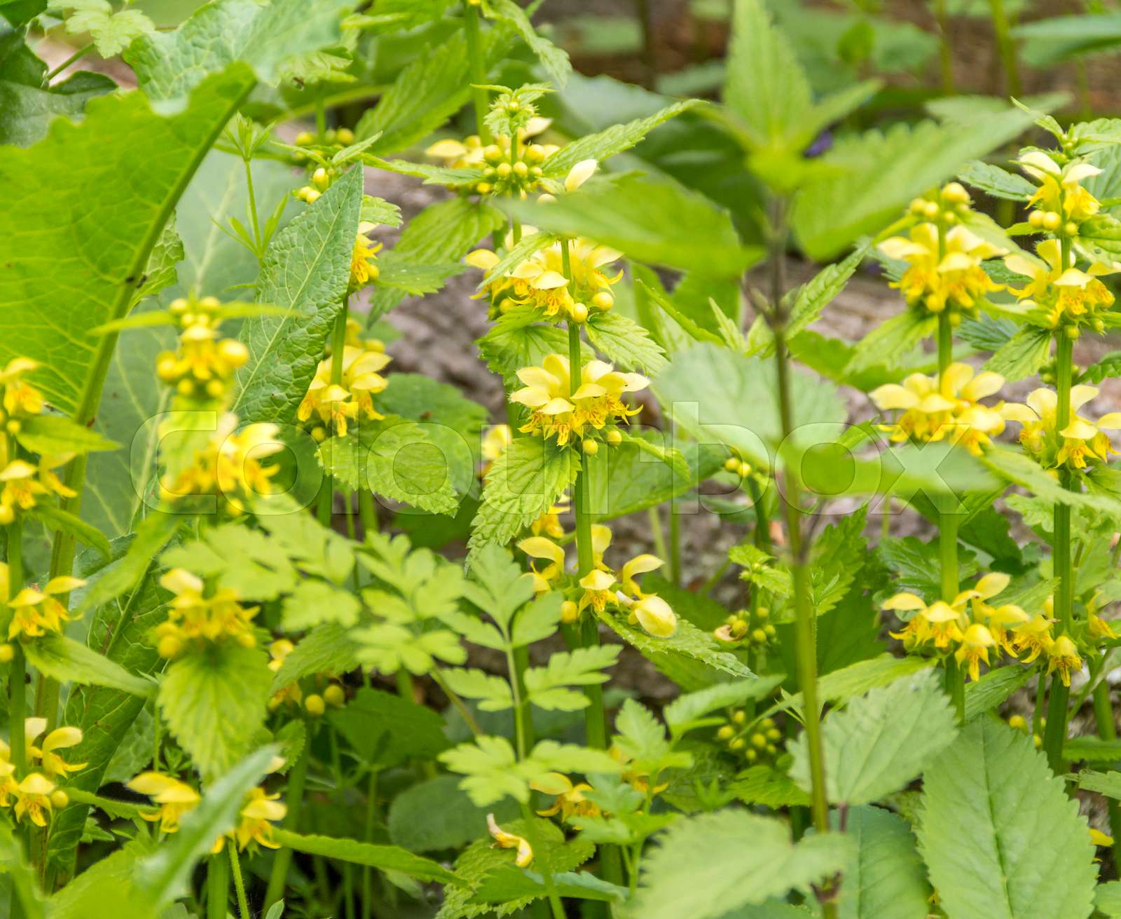 yellow flowering dead-nettles closeup | Stock image | Colourbox