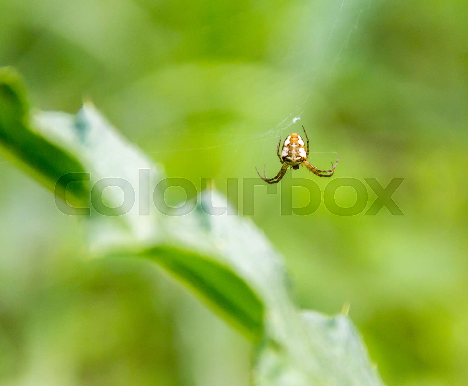 small garden spider | Stock image | Colourbox