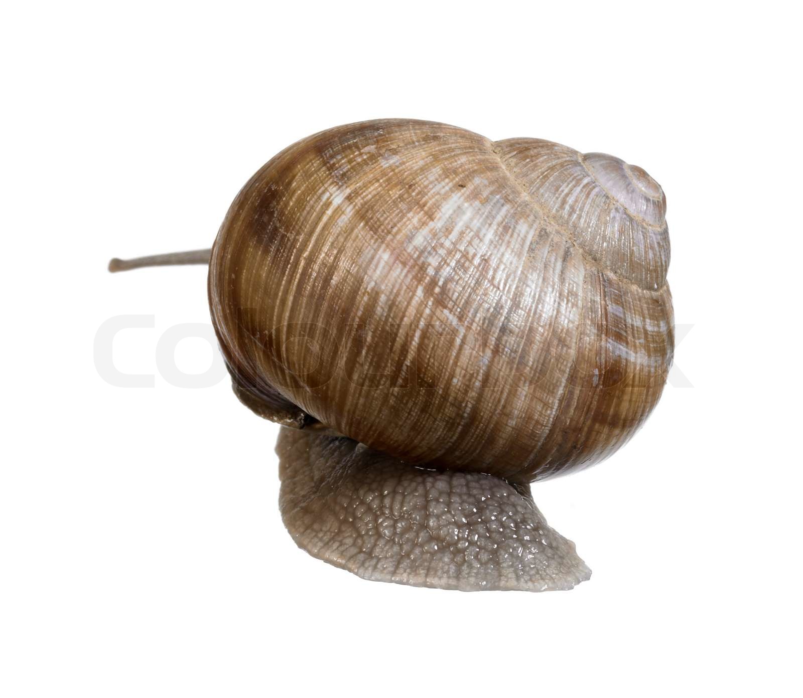 studio photography of a grapevine snail seen from behind in white back ...