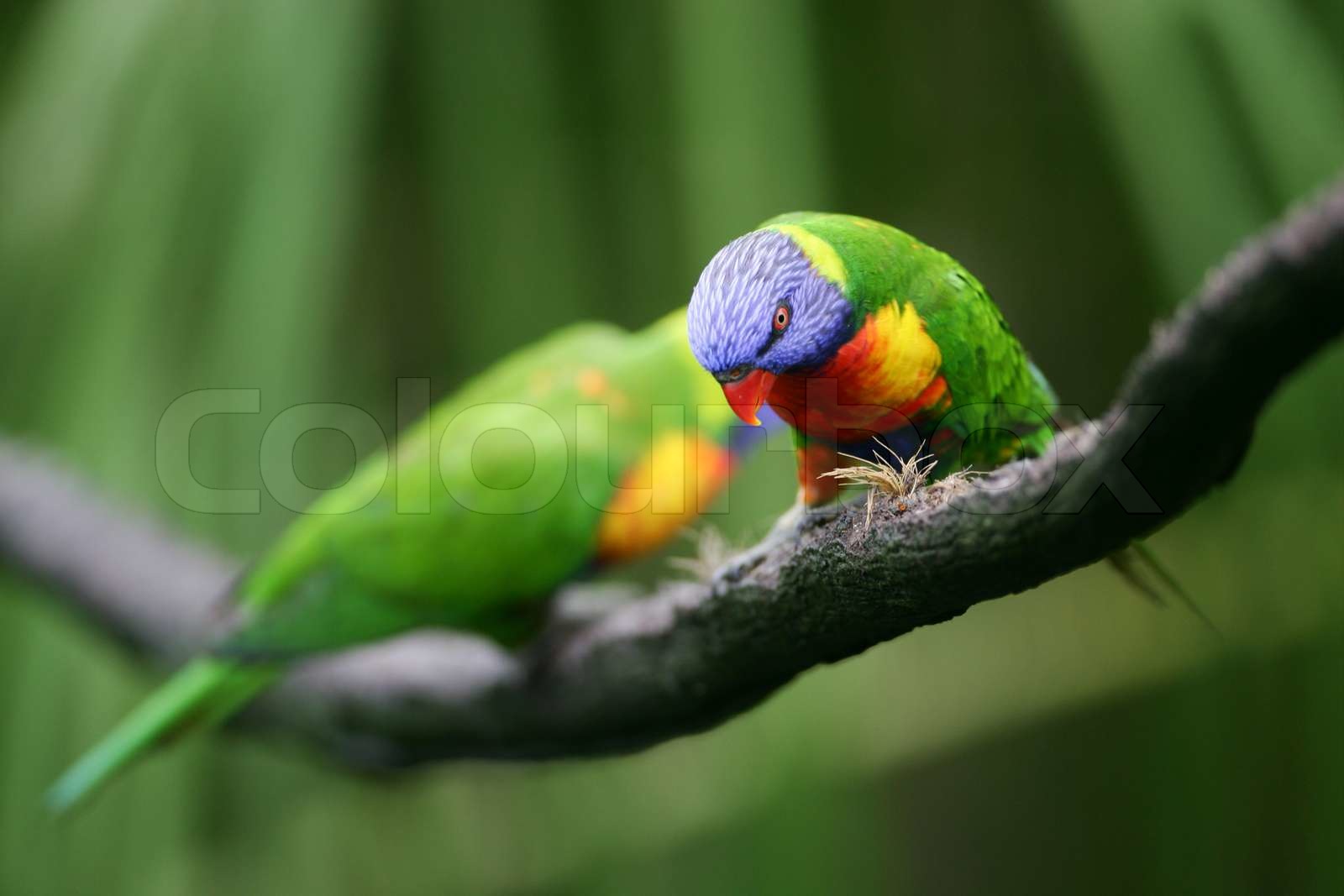 australien, orange, gul | Stock foto | Colourbox