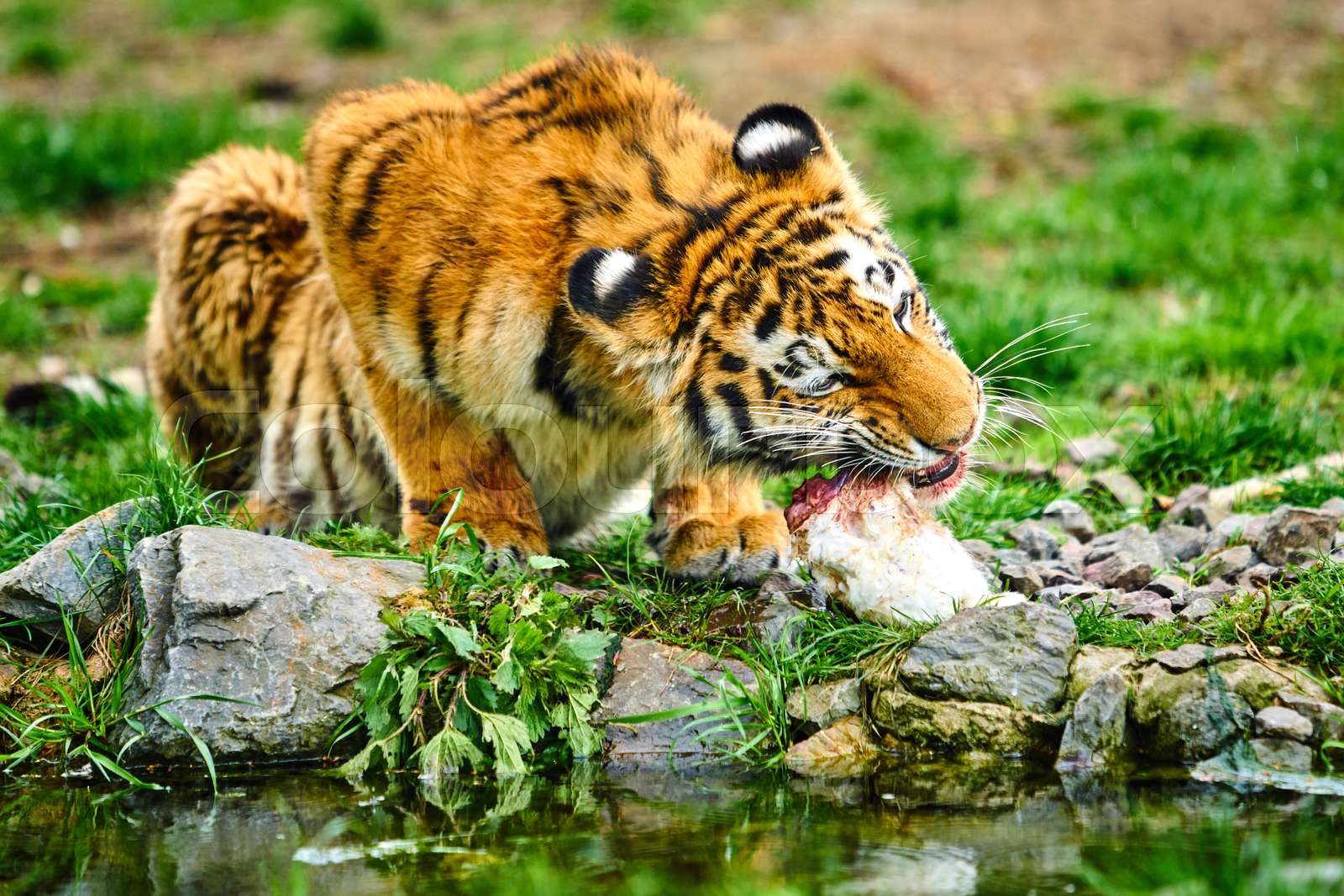little tiger cub eats meat. Tiger Eating | Stock image | Colourbox