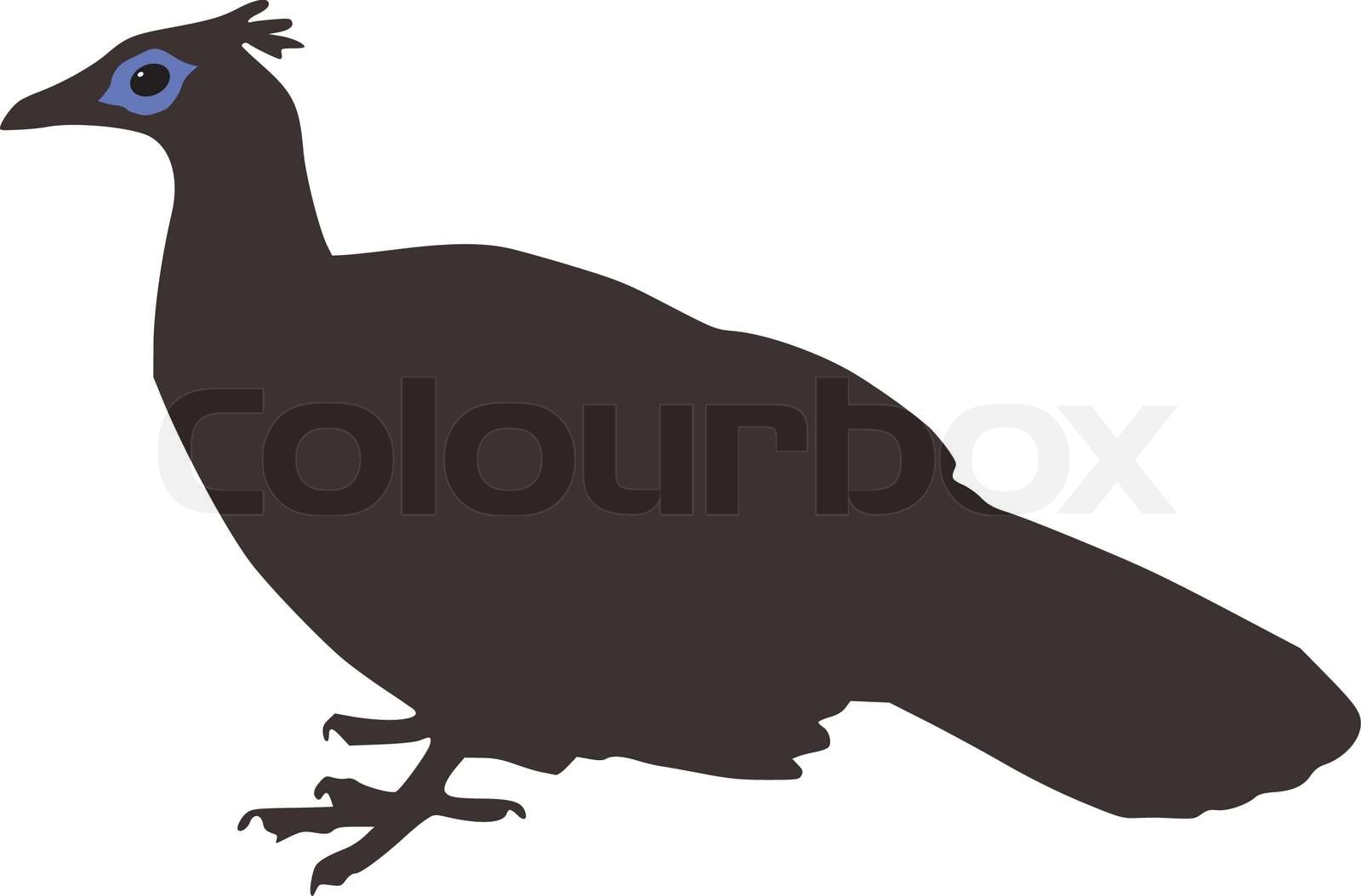 Vector image of Himalayan monal | Stock vector | Colourbox