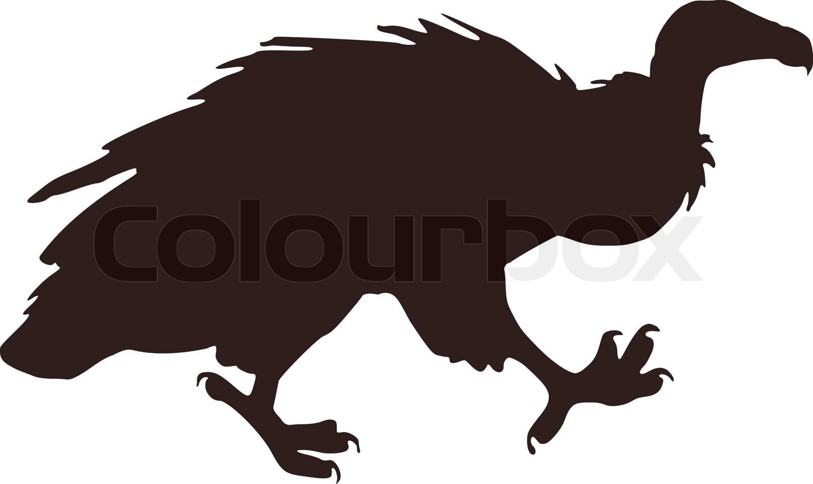 Vector image of griffon vulture | Stock vector | Colourbox